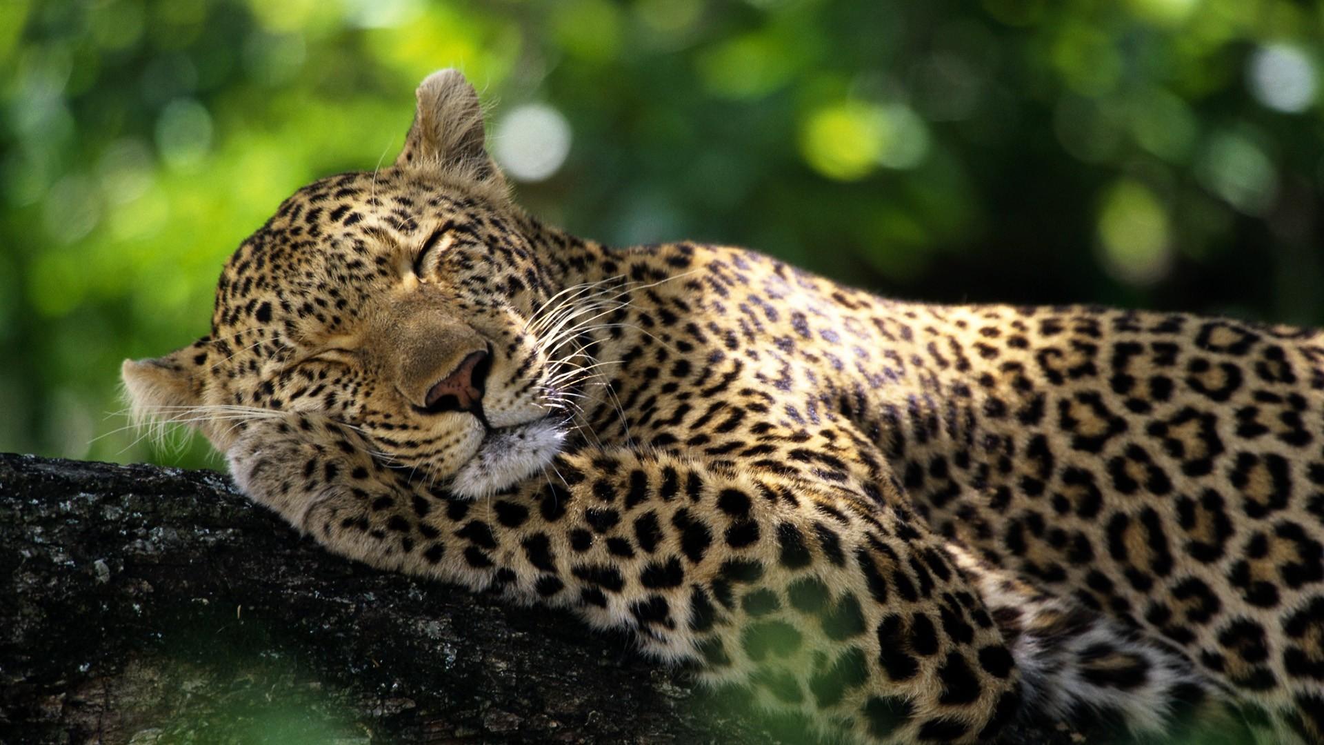 Sleeping Leopard Wallpapers - Top Free Sleeping Leopard Backgrounds ...