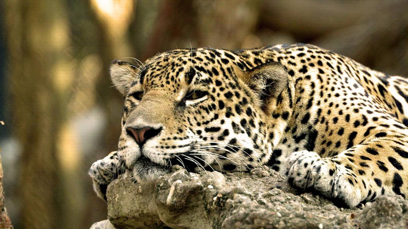 Sleeping Leopard Wallpapers - Top Free Sleeping Leopard Backgrounds ...