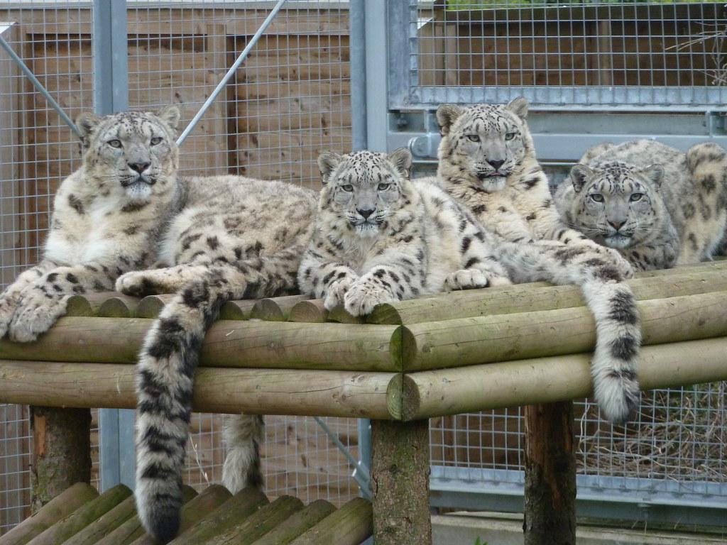 Leopard Family Wallpapers - Top Free Leopard Family Backgrounds ...