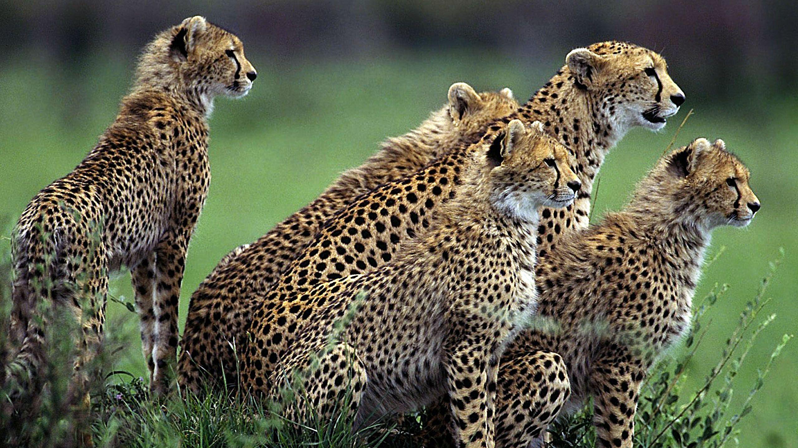 Leopard Family Wallpapers - Top Free Leopard Family Backgrounds ...