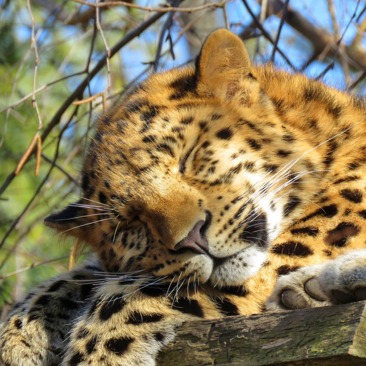 Sleeping Leopard Wallpapers - Top Free Sleeping Leopard Backgrounds ...
