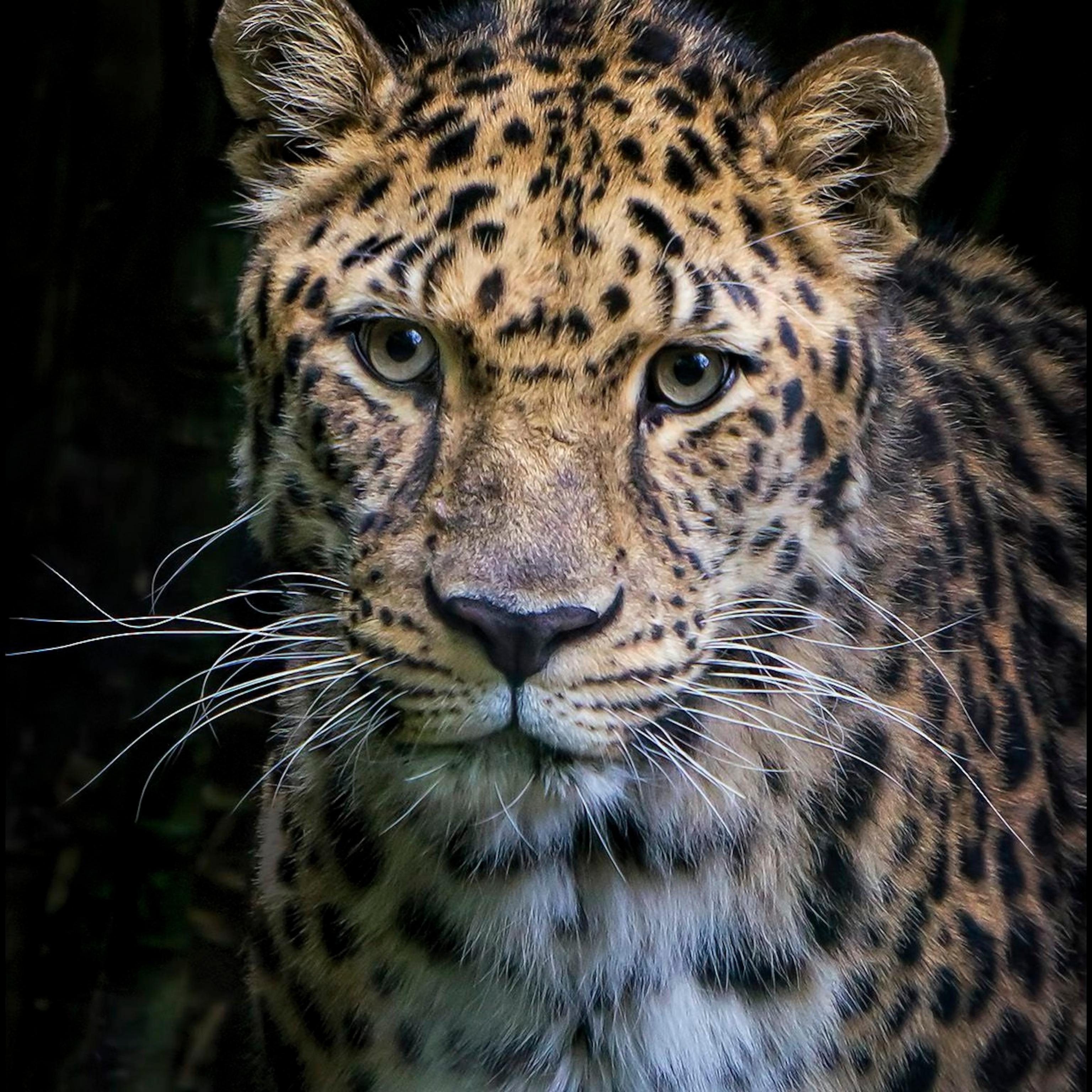 Leopard Family Wallpapers - Top Free Leopard Family Backgrounds ...