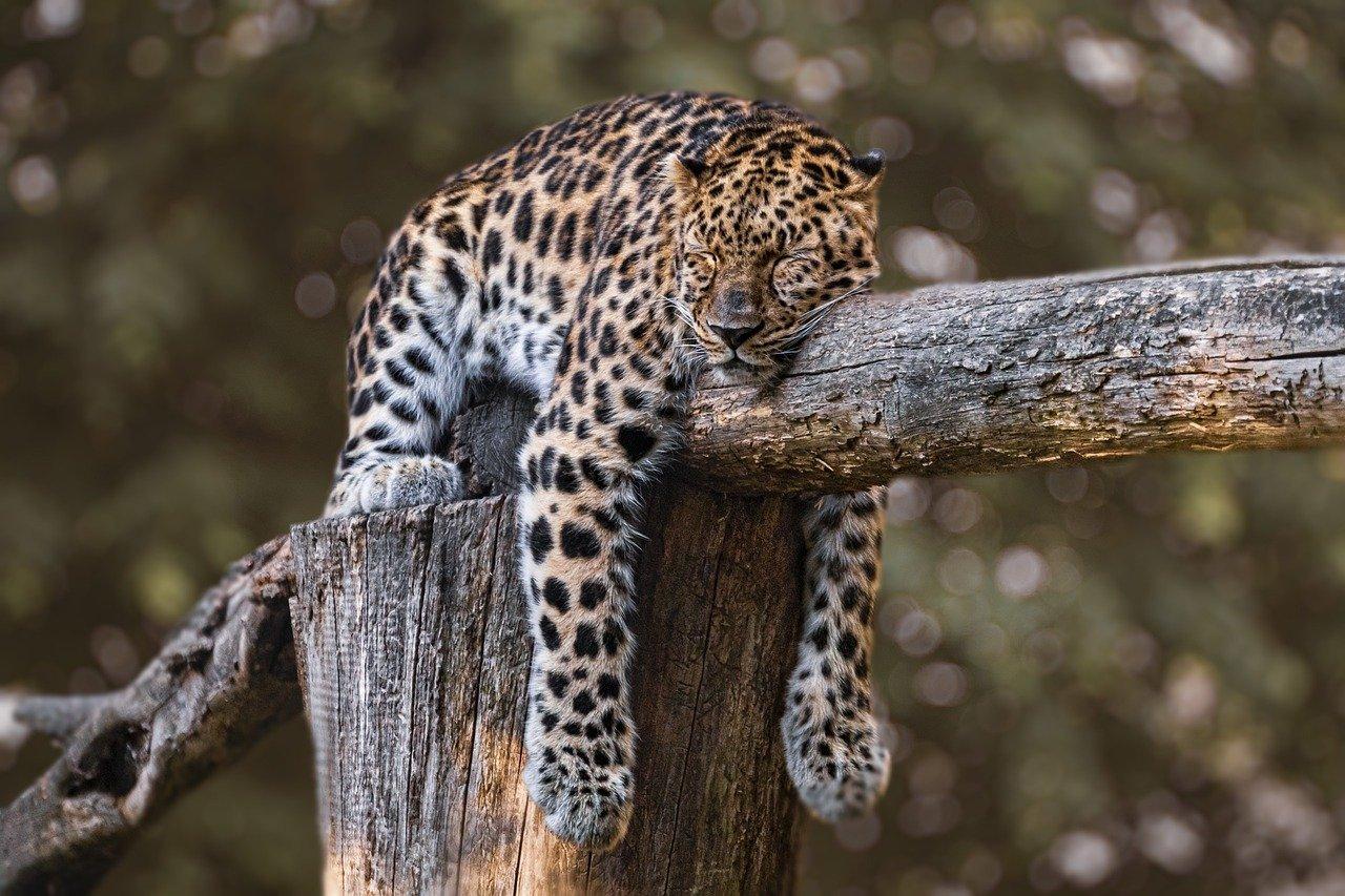 Sleeping Leopard Wallpapers - Top Free Sleeping Leopard Backgrounds ...