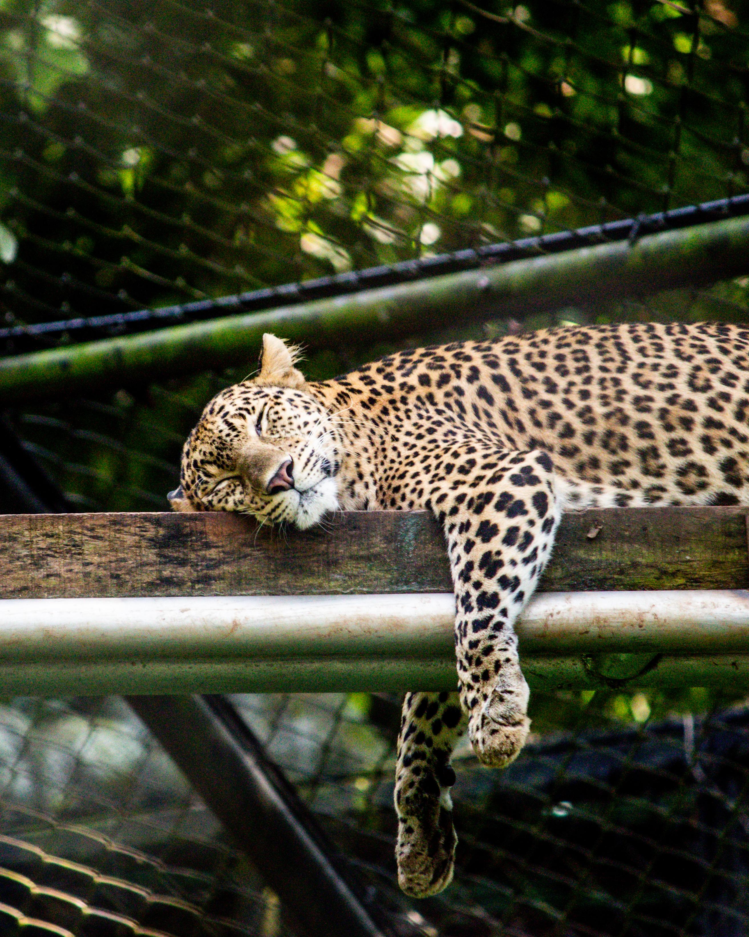 Sleeping Leopard Wallpapers - Top Free Sleeping Leopard Backgrounds ...