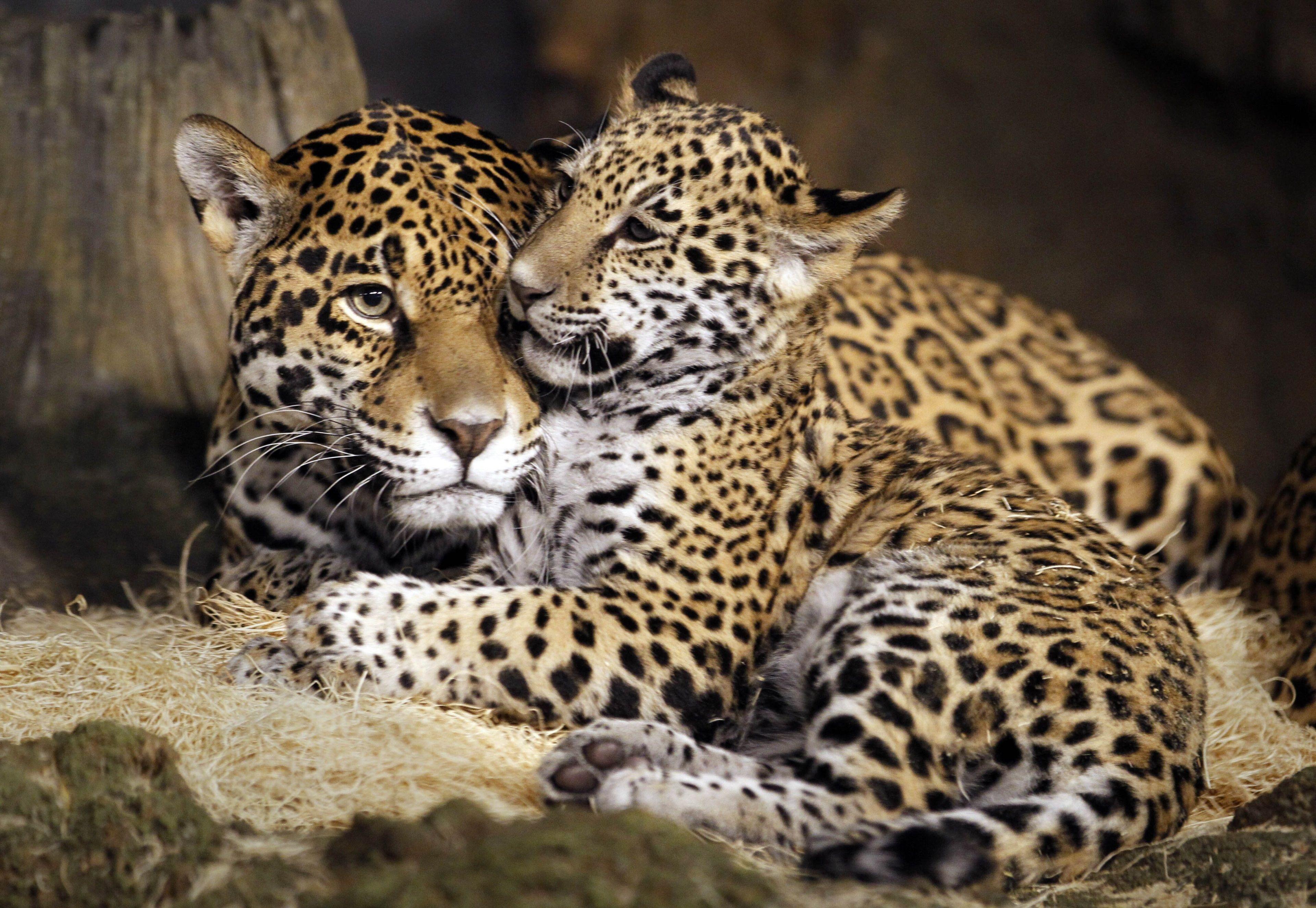 Leopard Family Wallpapers - Top Free Leopard Family Backgrounds ...