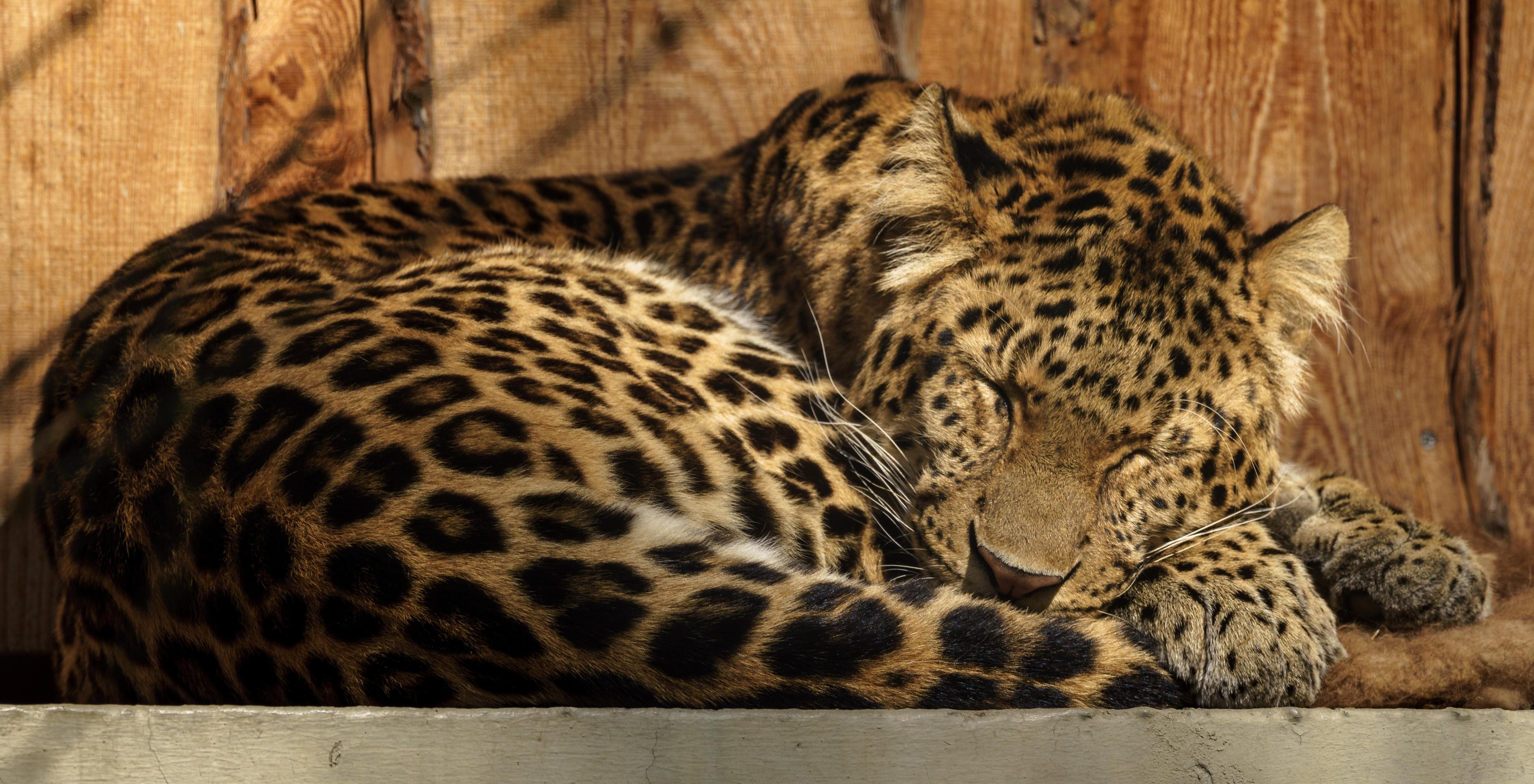 Sleeping Leopard Wallpapers - Top Free Sleeping Leopard Backgrounds ...