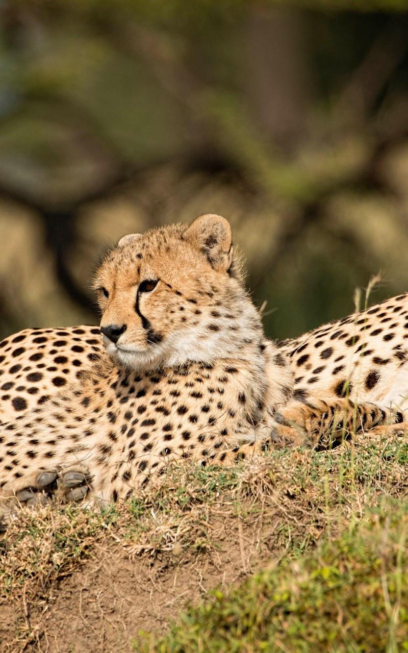 Leopard Family Wallpapers - Top Free Leopard Family Backgrounds ...