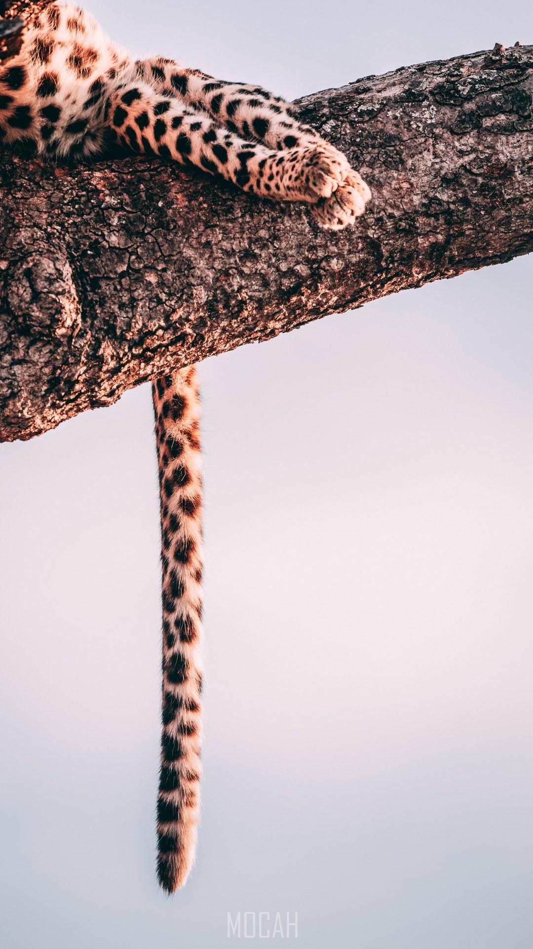 Sleeping Leopard Wallpapers - Top Free Sleeping Leopard Backgrounds ...