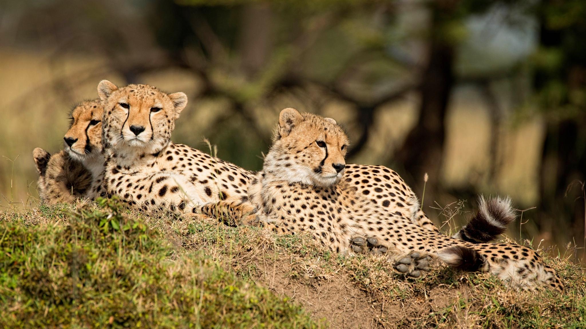Leopard Family Wallpapers - Top Free Leopard Family Backgrounds ...