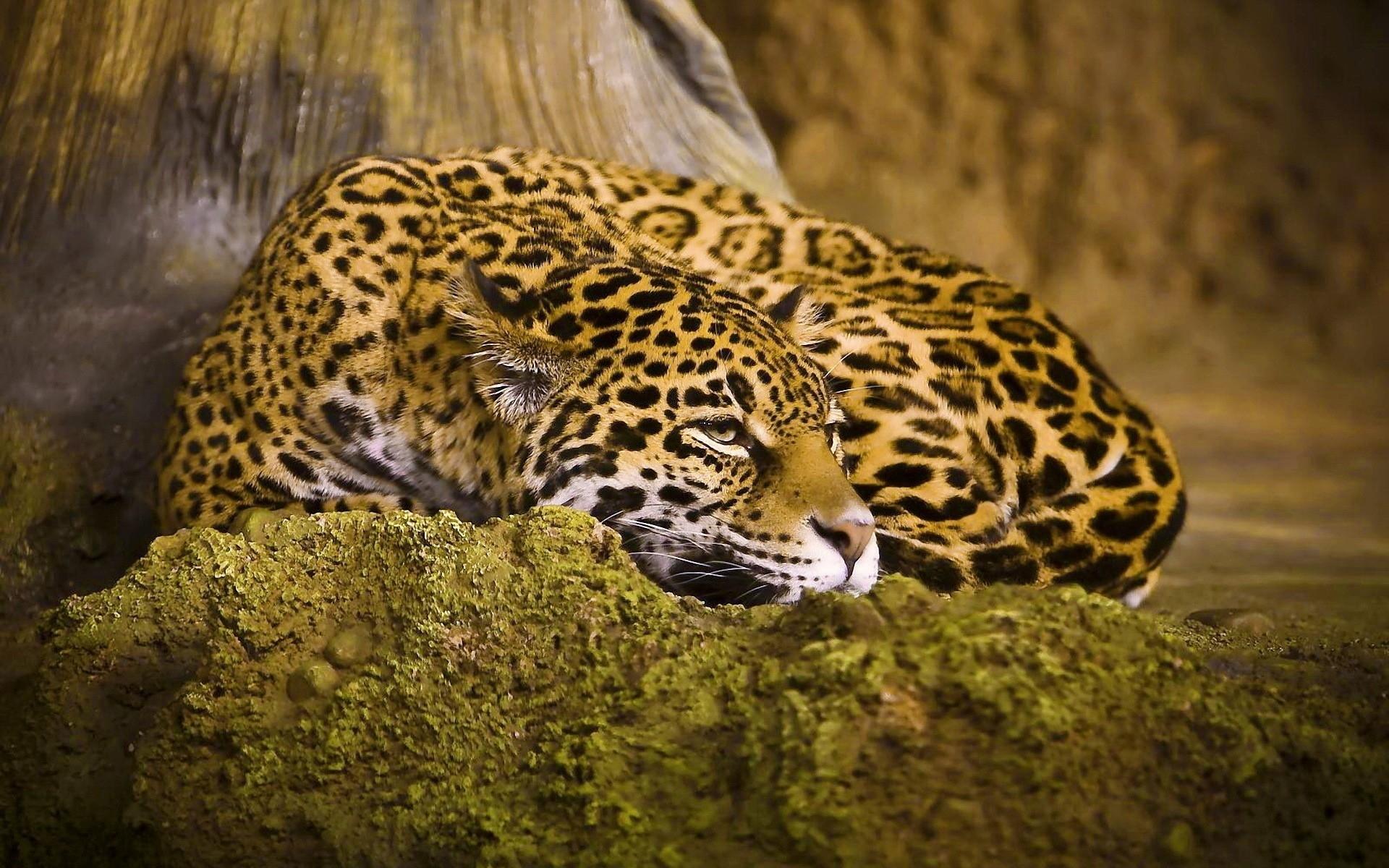 Sleeping Leopard Wallpapers - Top Free Sleeping Leopard Backgrounds ...