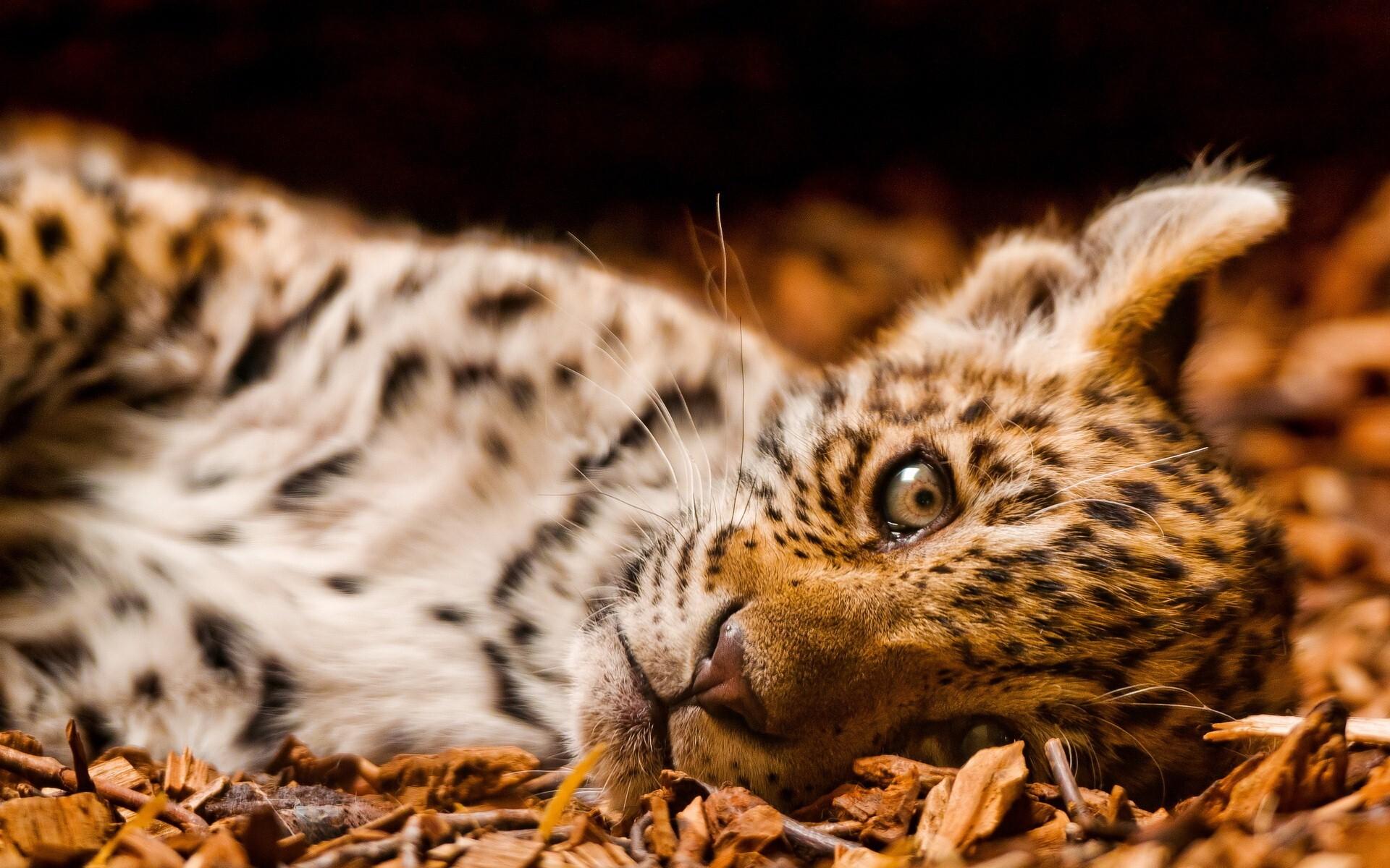 Sleeping Leopard Wallpapers - Top Free Sleeping Leopard Backgrounds ...