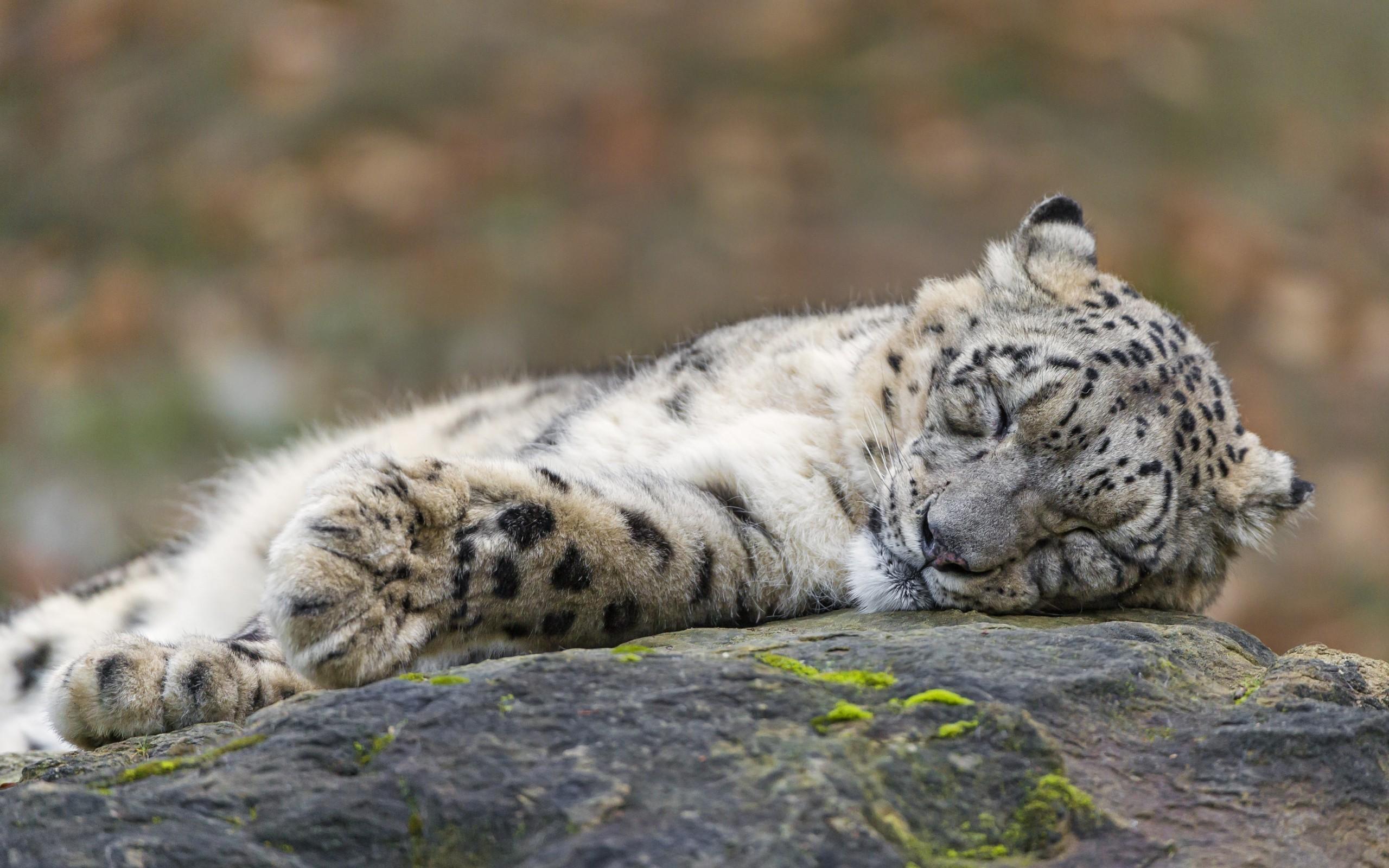 Sleeping Leopard Wallpapers - Top Free Sleeping Leopard Backgrounds ...