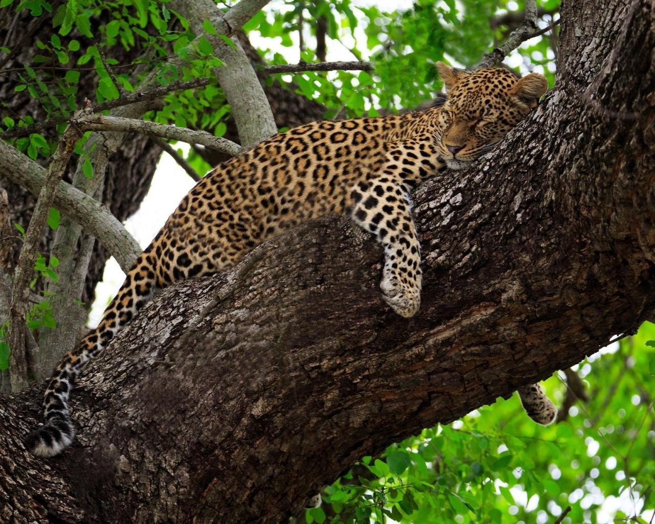 Sleeping Leopard Wallpapers - Top Free Sleeping Leopard Backgrounds ...