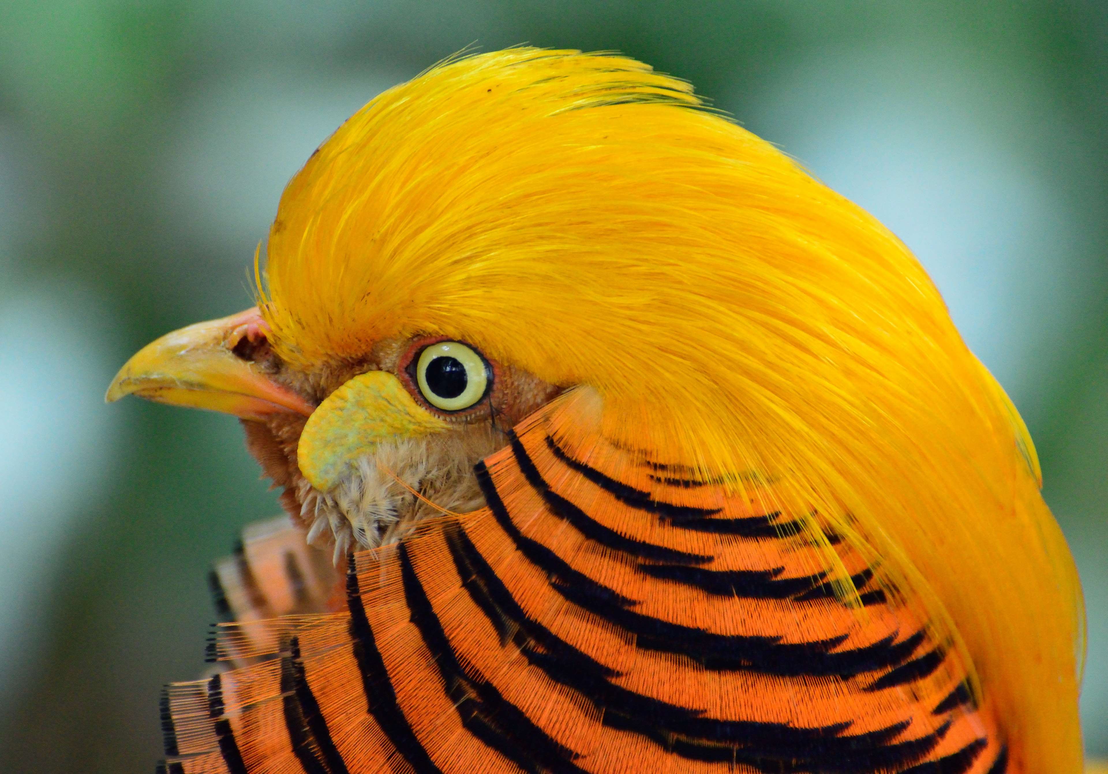Chinese Bird Wallpapers - Top Free Chinese Bird Backgrounds ...