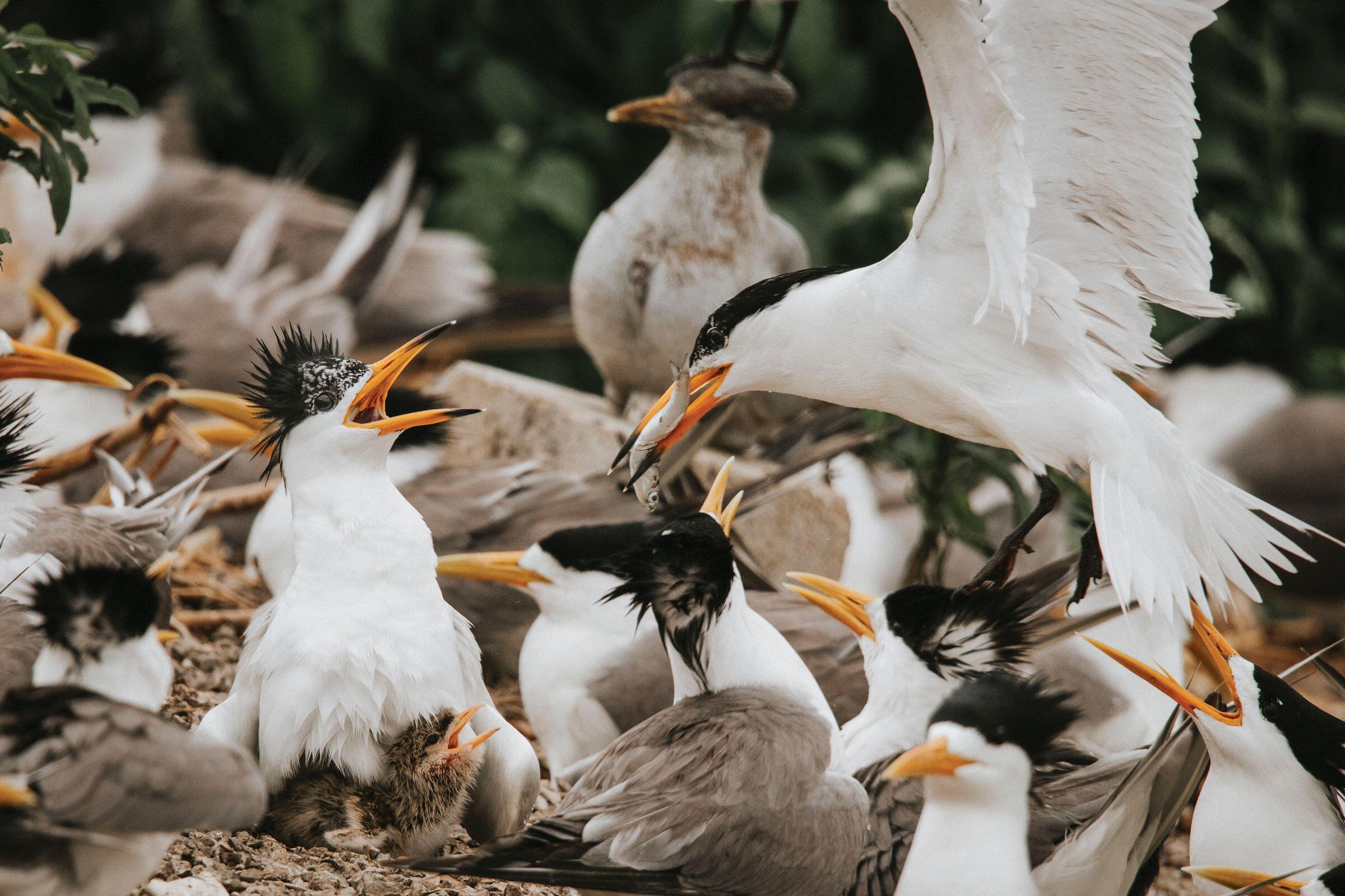 Chinese Bird Wallpapers - Top Free Chinese Bird Backgrounds ...