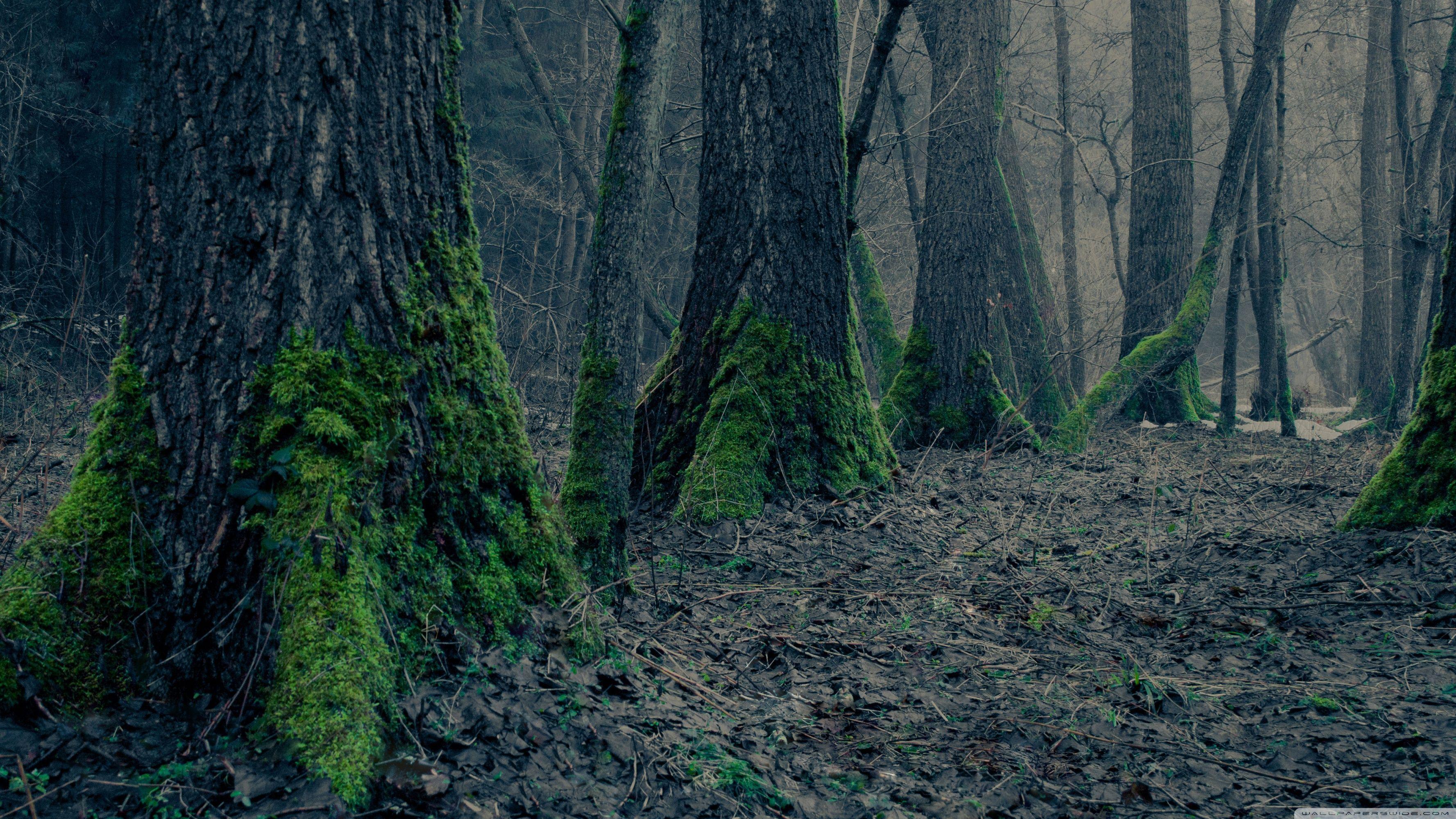 Ultra HD Forest Wallpapers - Top Free Ultra HD Forest Backgrounds ...