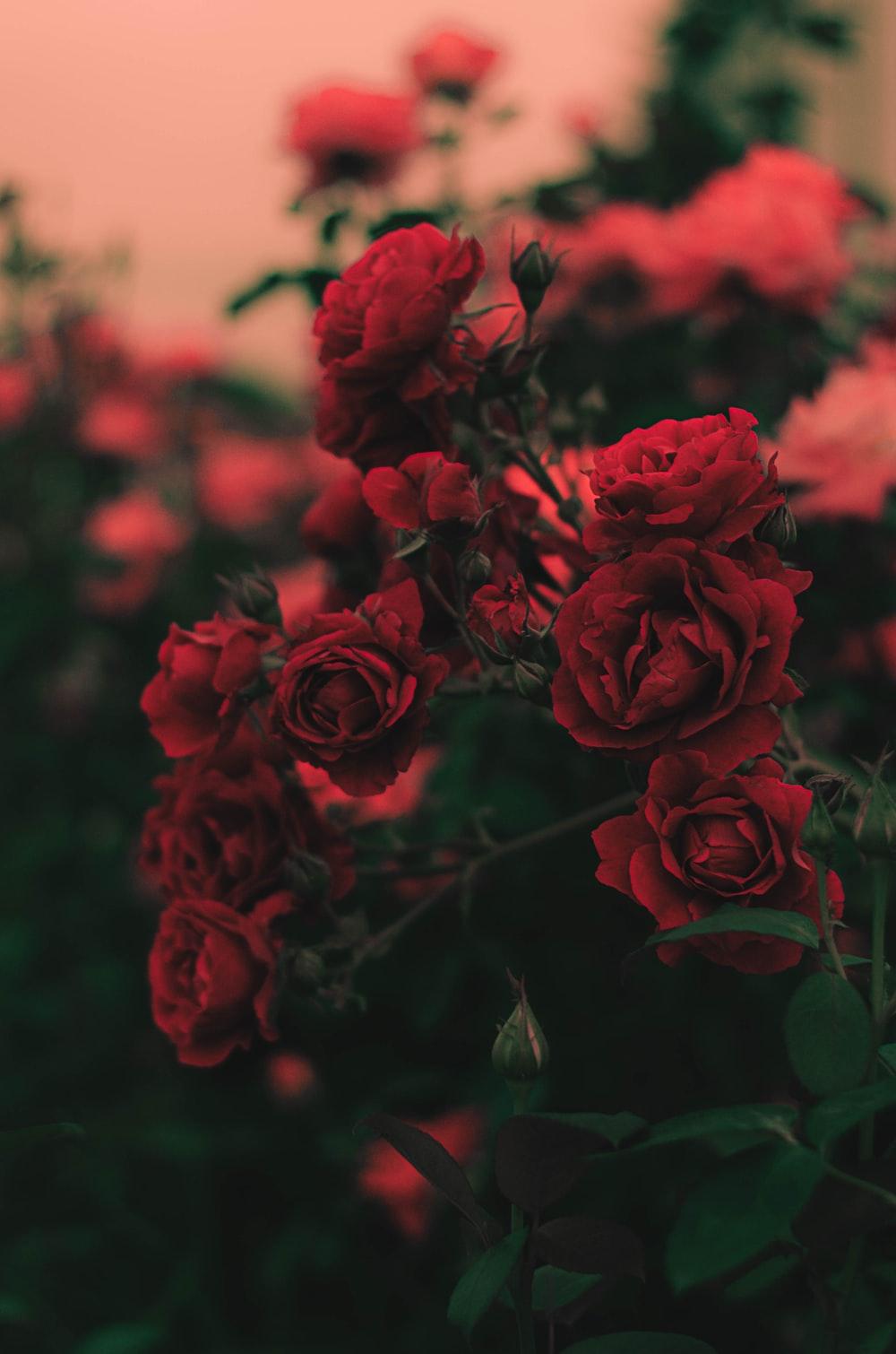Bloody Flower Wallpapers - Top Free Bloody Flower Backgrounds ...