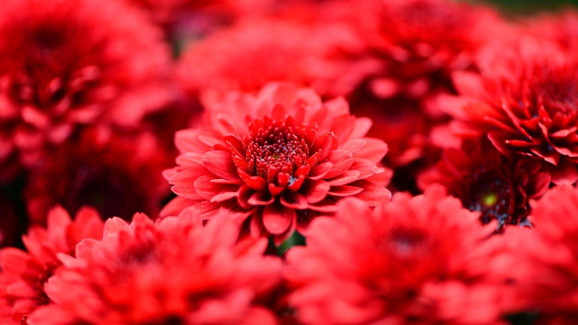Bloody Flower Wallpapers - Top Free Bloody Flower Backgrounds ...