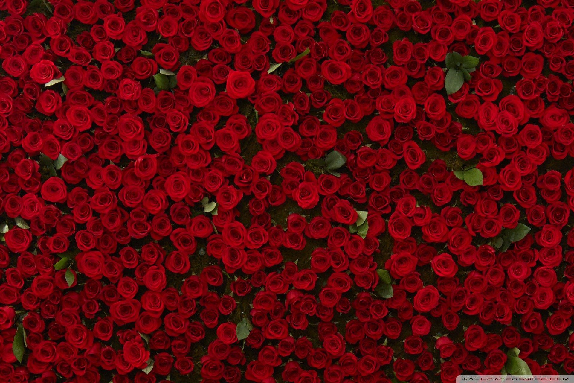 Bloody Flower Wallpapers - Top Free Bloody Flower Backgrounds ...
