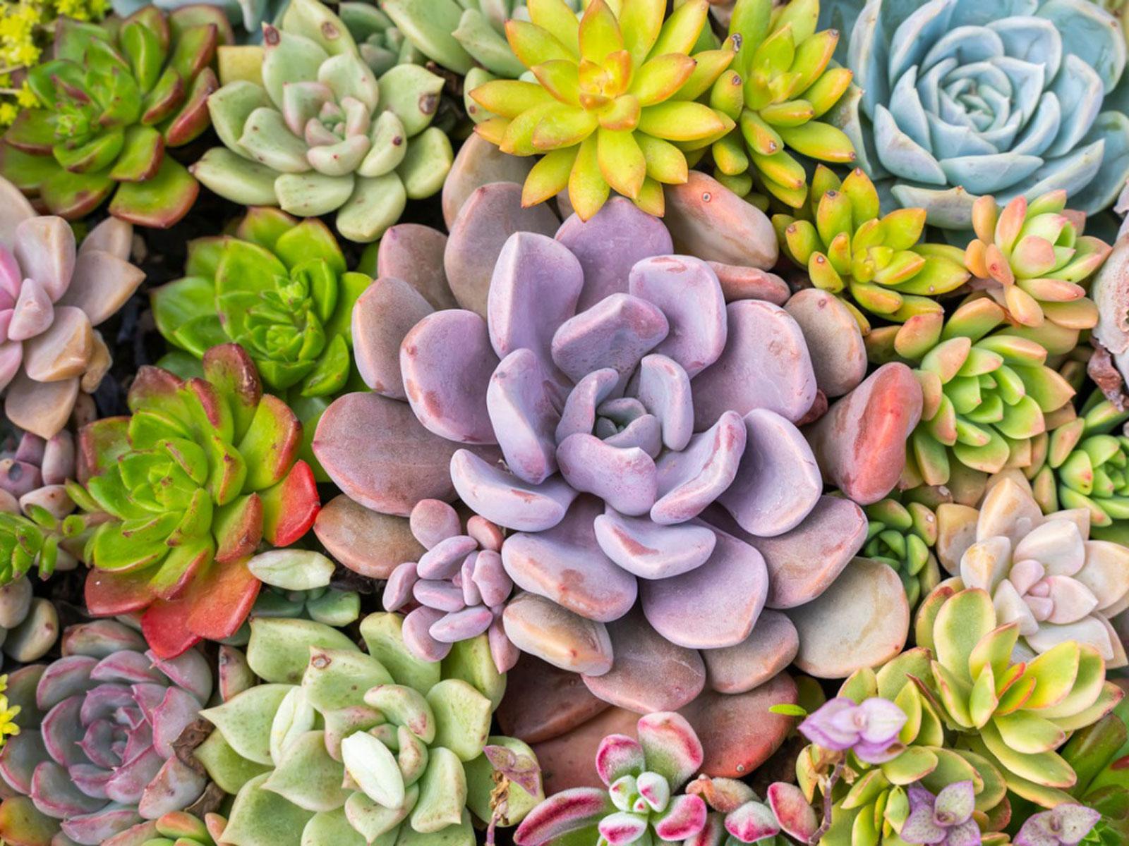 Colorful Succulent Desktop Wallpapers - Top Free Colorful Succulent ...