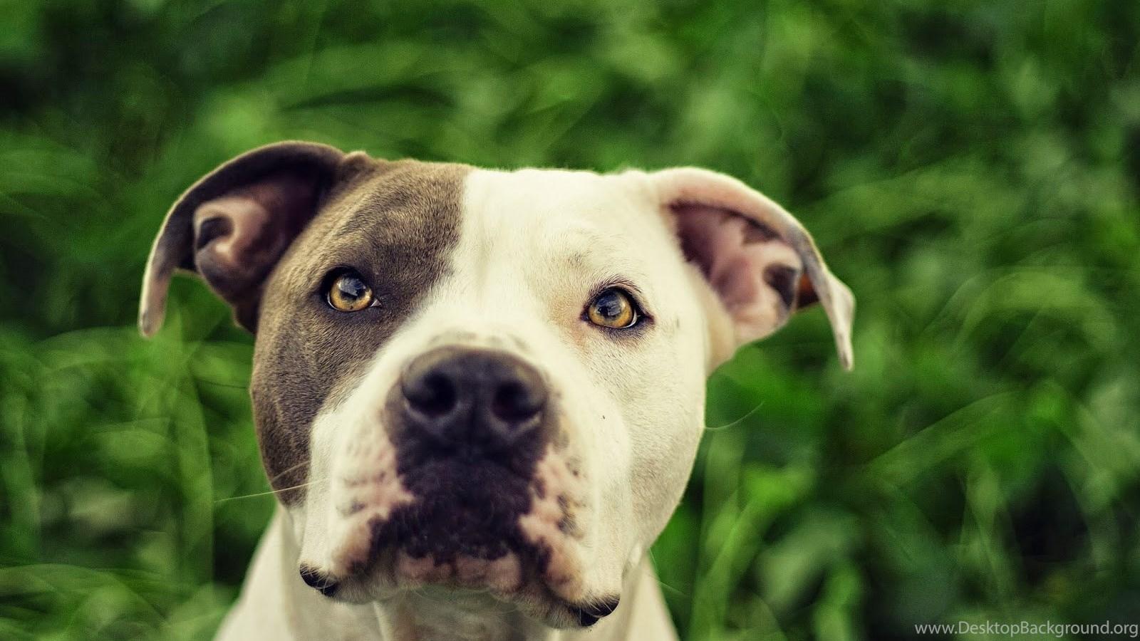 Scary Dog Wallpapers - Top Free Scary Dog Backgrounds - WallpaperAccess