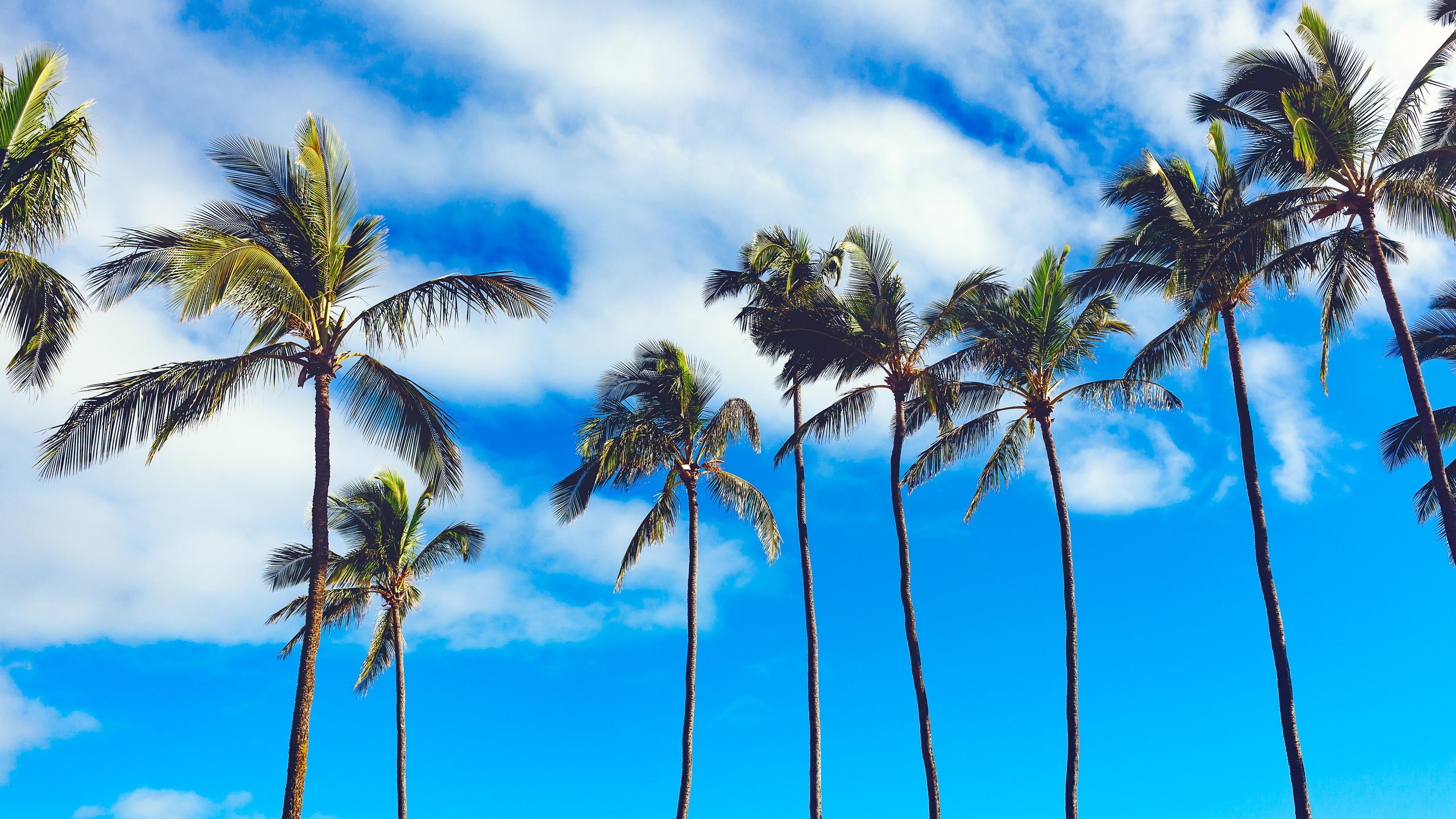 Summer Palm Trees Wallpapers - Top Free Summer Palm Trees Backgrounds ...