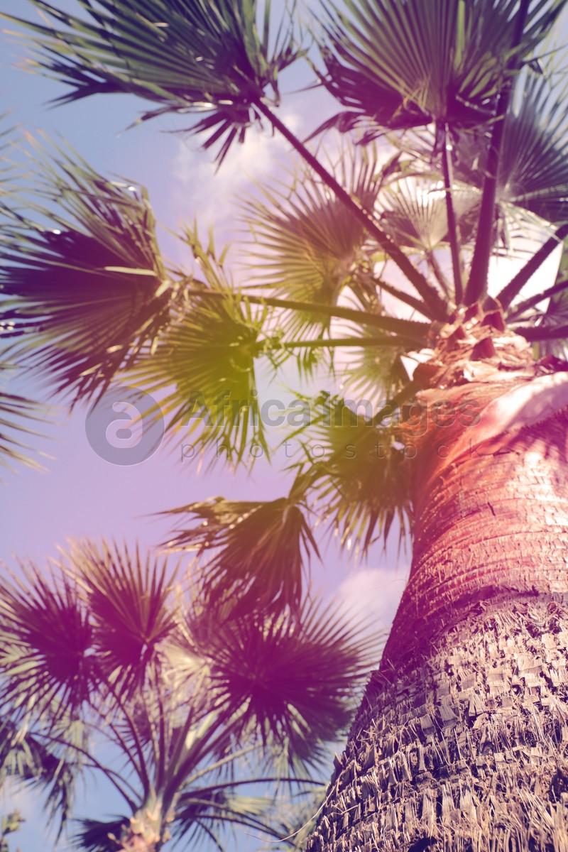 Summer Palm Trees Wallpapers - Top Free Summer Palm Trees Backgrounds ...