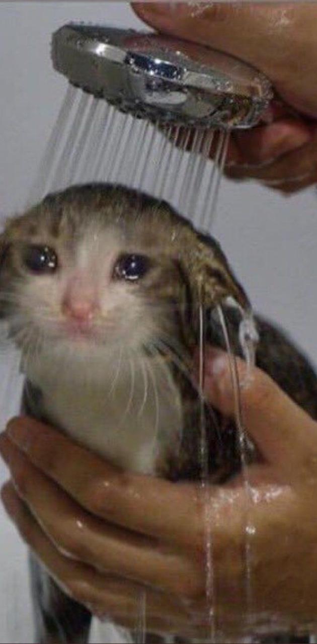 Crying Cat Wallpapers - Top Free Crying Cat Backgrounds - WallpaperAccess