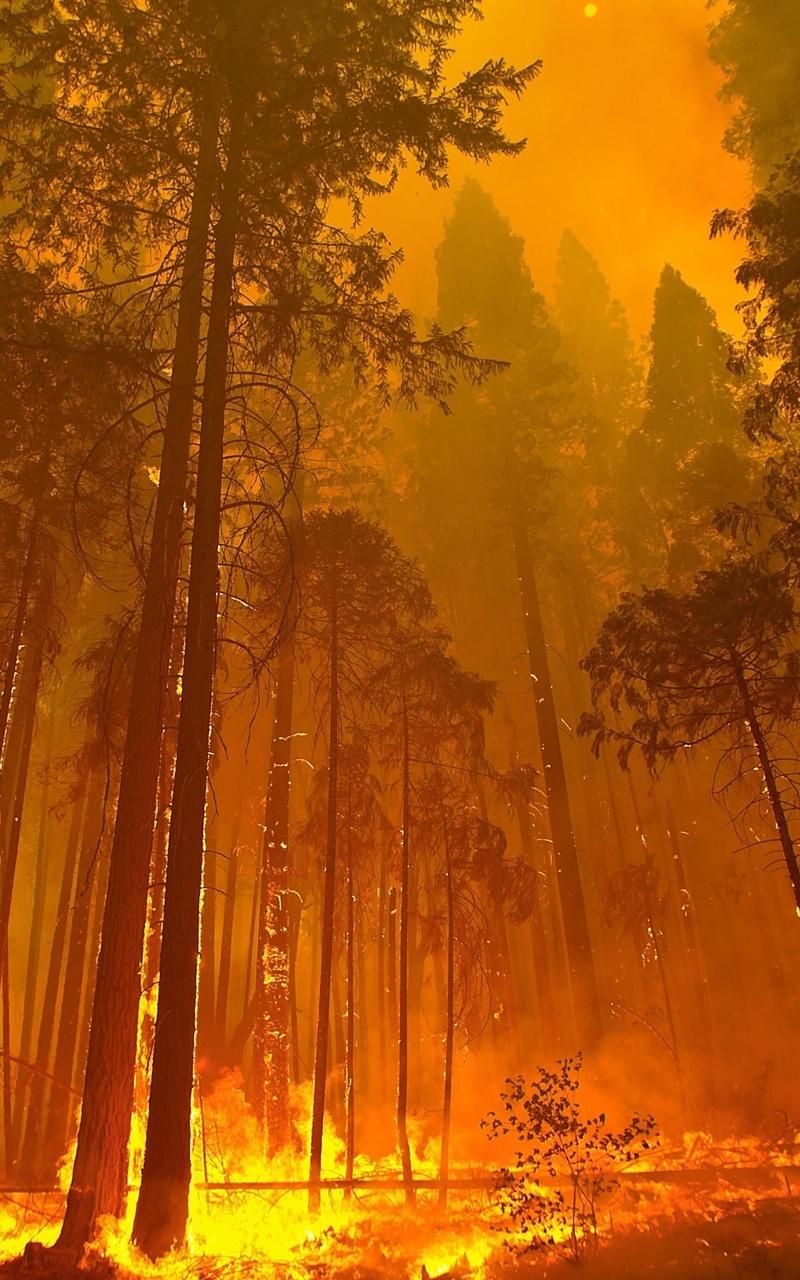 Wildfire 4K Wallpapers - Top Free Wildfire 4K Backgrounds - WallpaperAccess