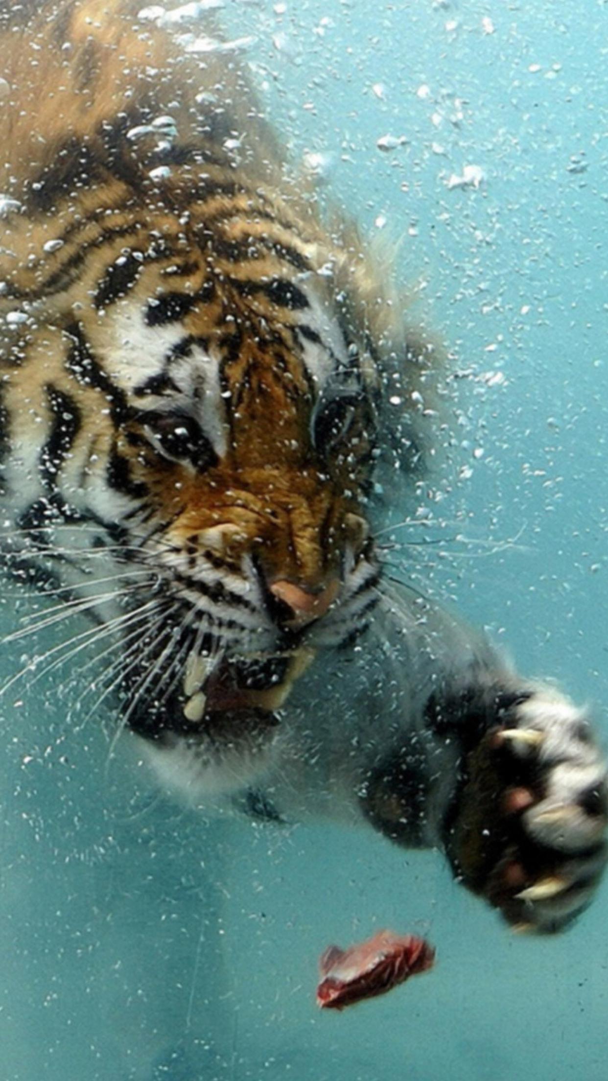 Angry Tiger Underwater