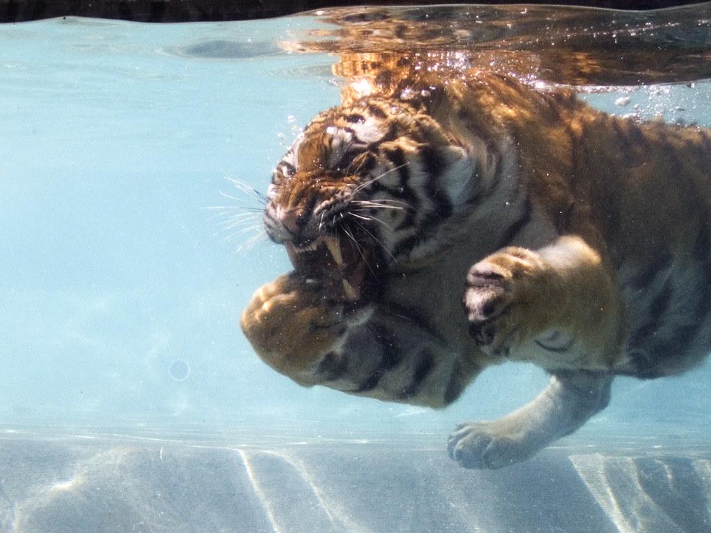 Tiger Underwater Wallpapers - Top Free Tiger Underwater Backgrounds ...