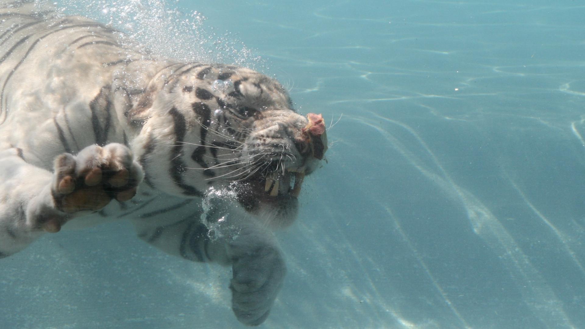 Tiger Underwater Wallpapers - Top Free Tiger Underwater Backgrounds ...