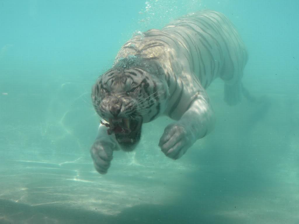 Tiger Underwater Wallpapers - Top Free Tiger Underwater Backgrounds ...