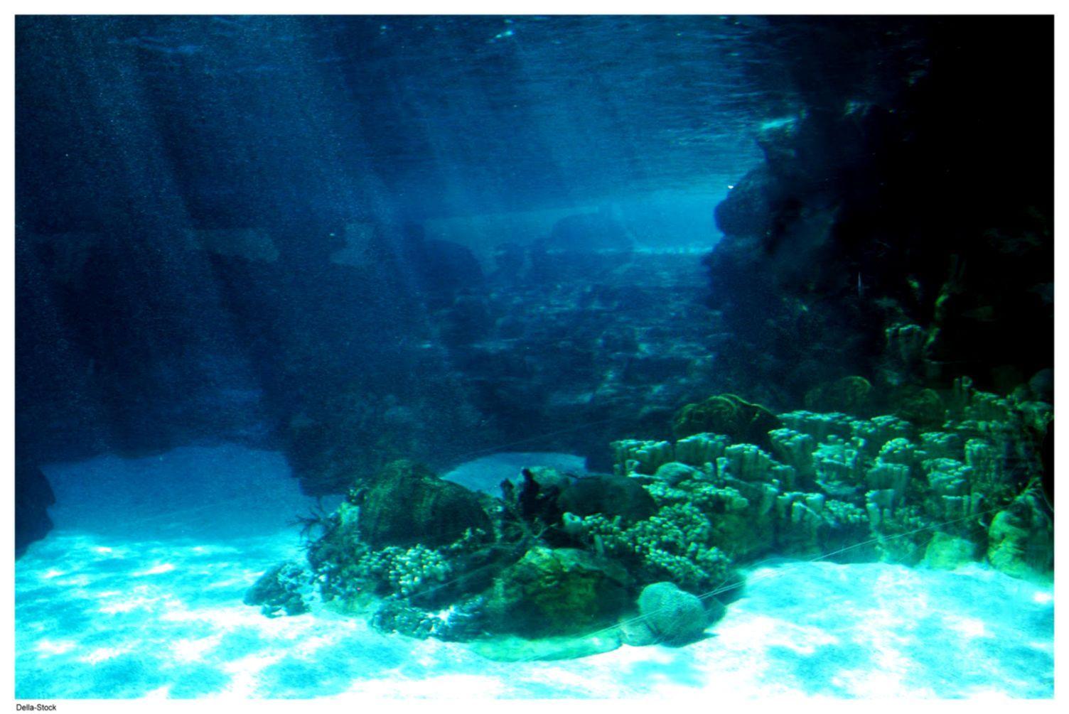 Underwater PC Wallpapers - Top Free Underwater PC Backgrounds ...