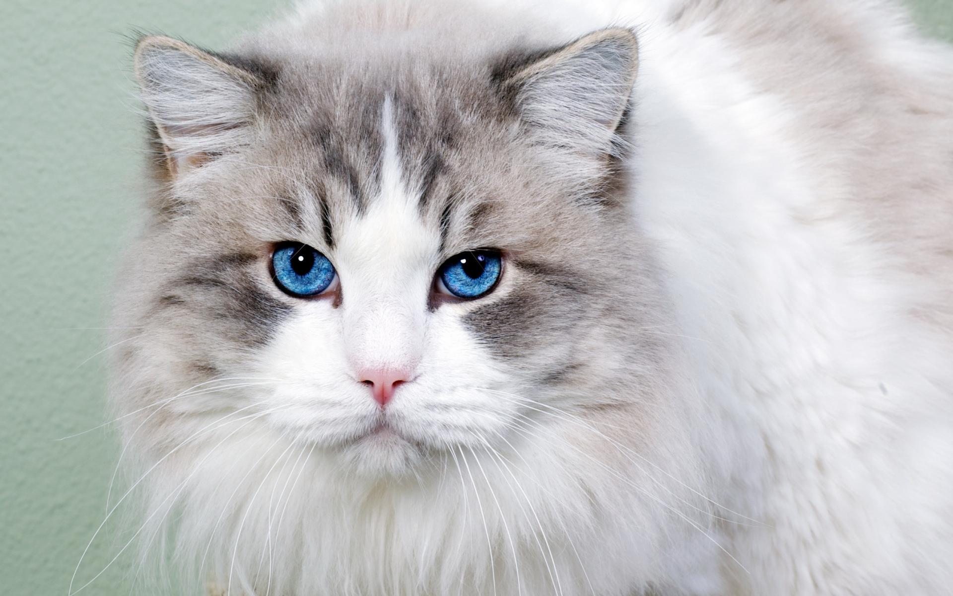 Cat Blue Eyes Wallpapers - Top Free Cat Blue Eyes Backgrounds ...