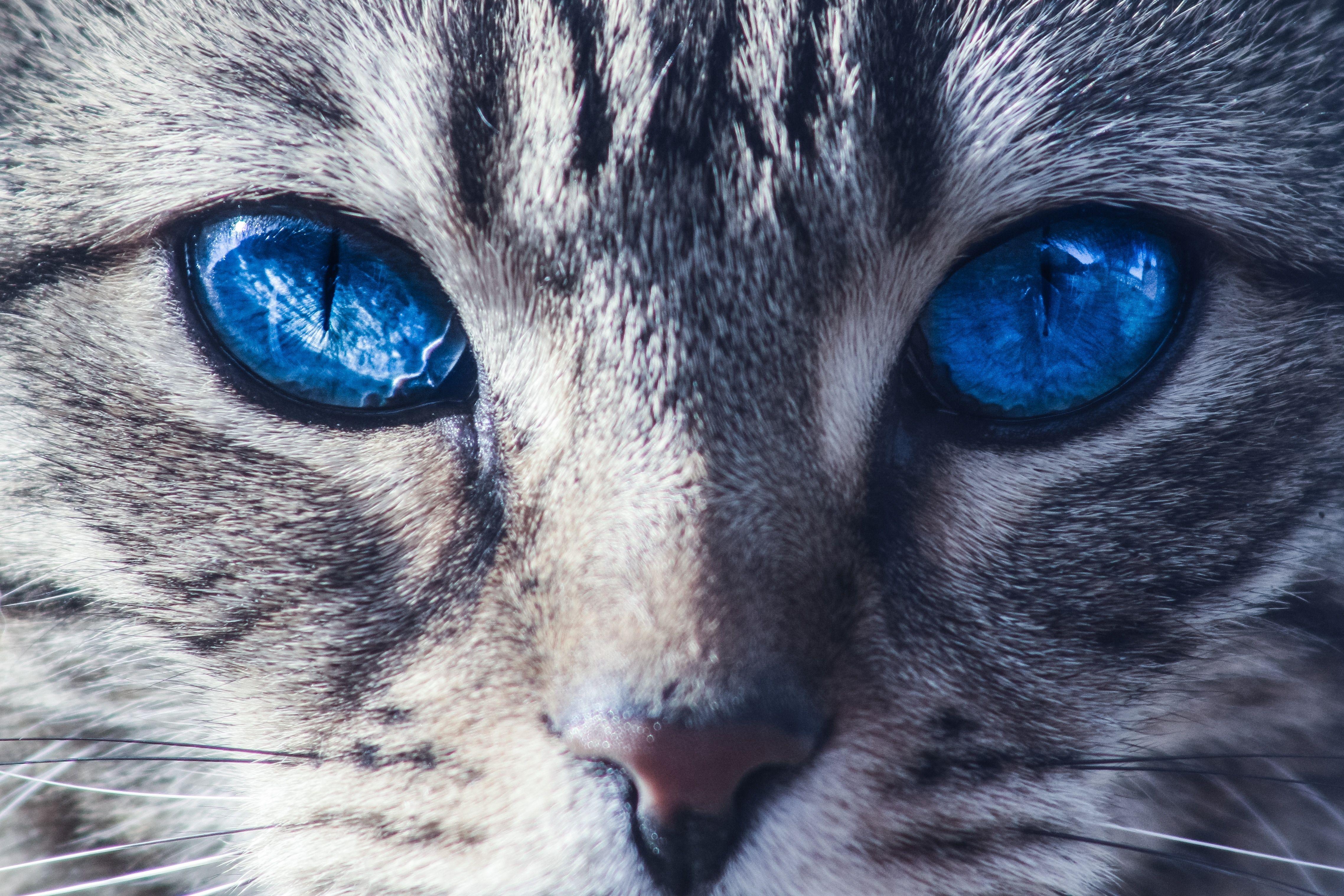 Cat Blue Eyes Wallpapers - Top Free Cat Blue Eyes Backgrounds ...