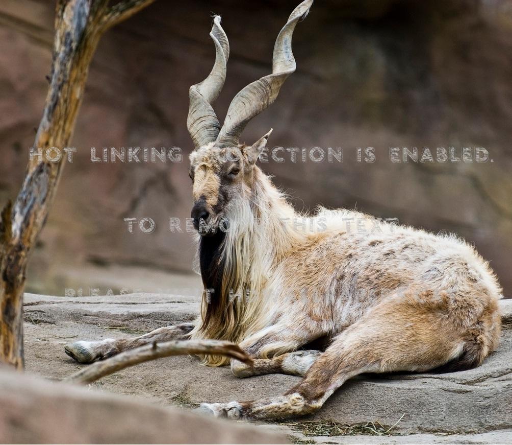 Markhor Wallpapers - Top Free Markhor Backgrounds - WallpaperAccess