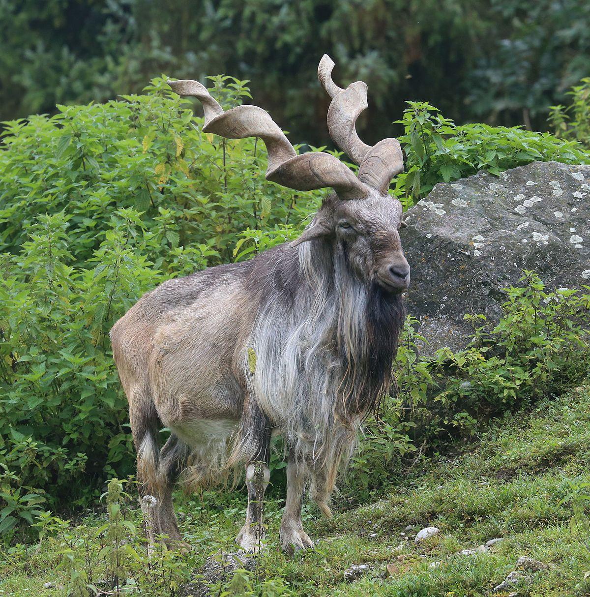 Markhor Wallpapers - Top Free Markhor Backgrounds - WallpaperAccess