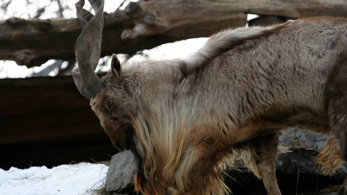 Markhor Wallpapers - Top Free Markhor Backgrounds - WallpaperAccess
