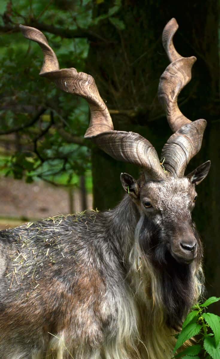 Markhor Wallpapers - Top Free Markhor Backgrounds - WallpaperAccess