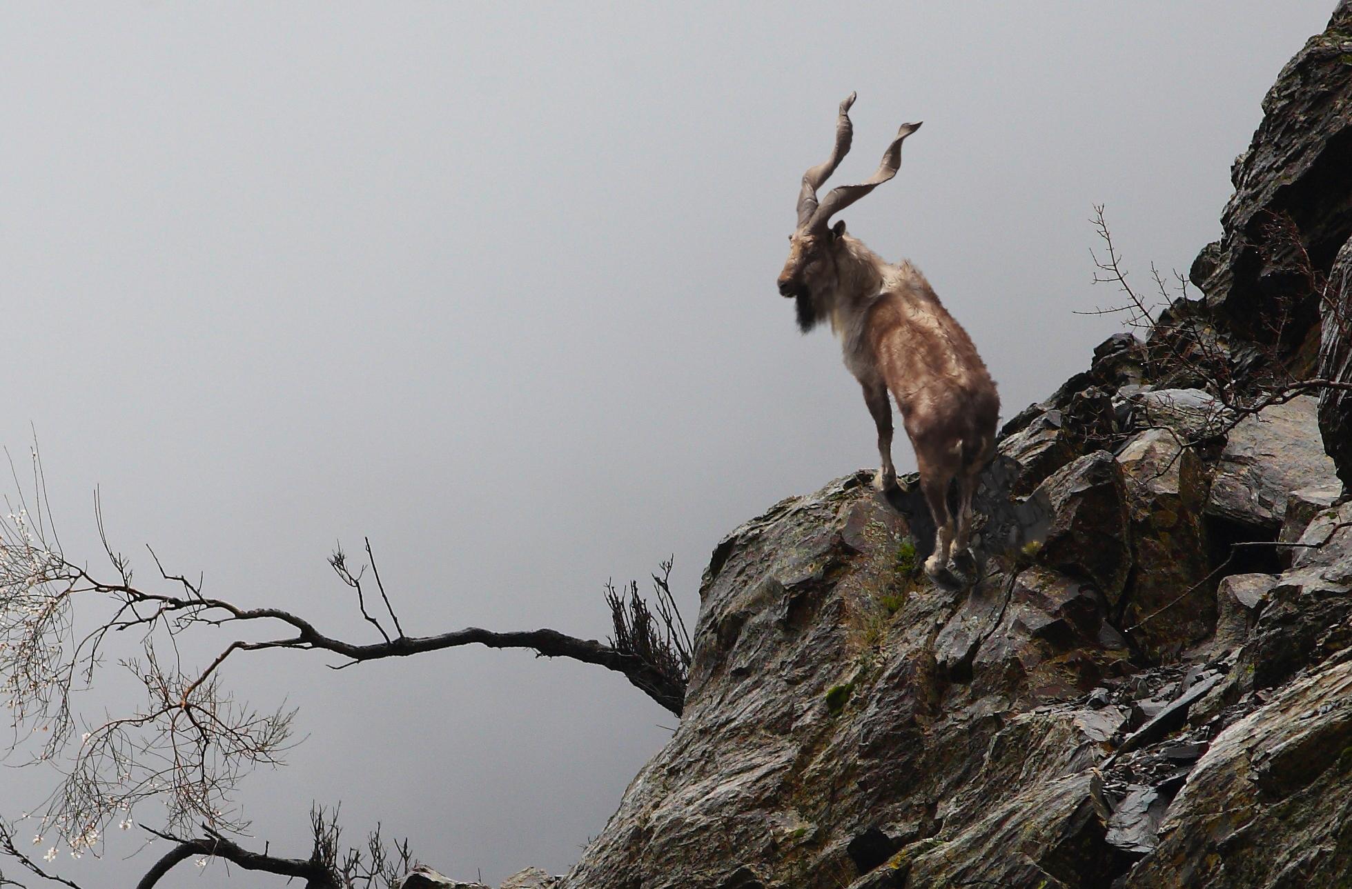 Markhor Wallpapers - Top Free Markhor Backgrounds - WallpaperAccess
