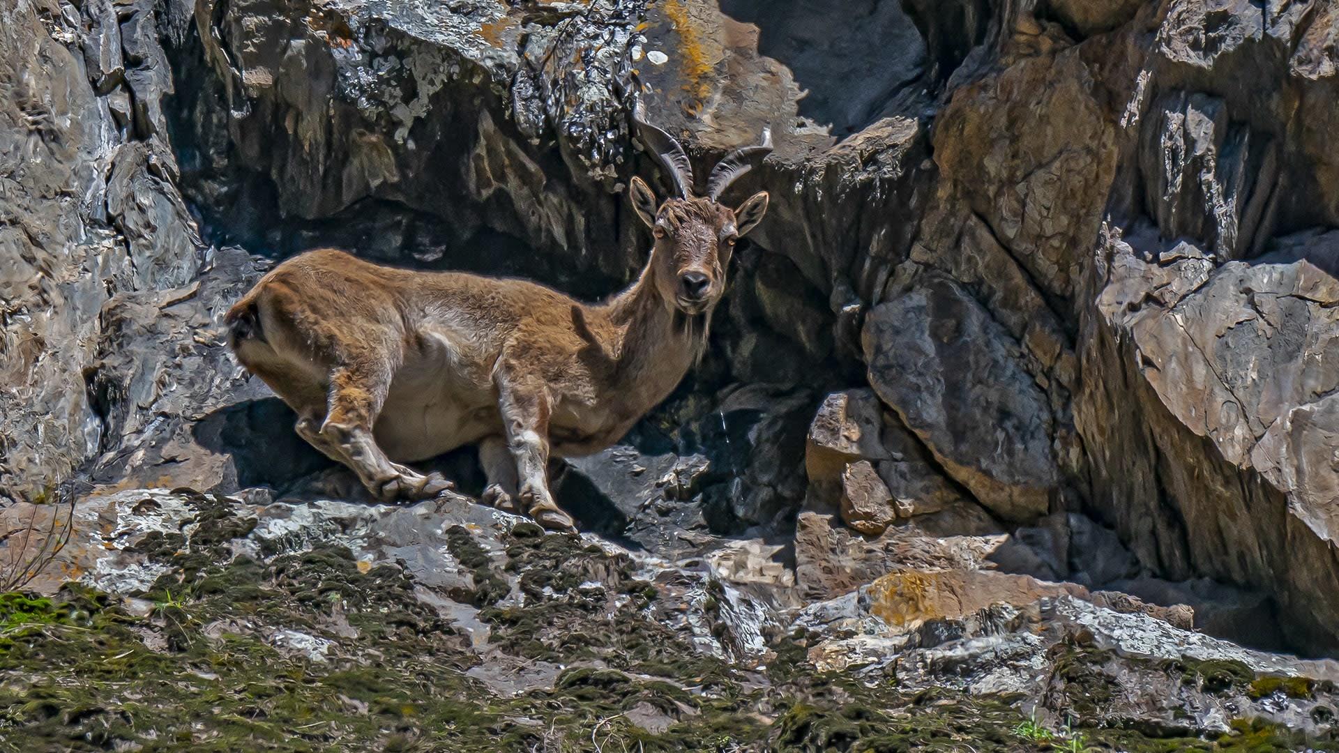 Markhor Wallpapers - Top Free Markhor Backgrounds - WallpaperAccess