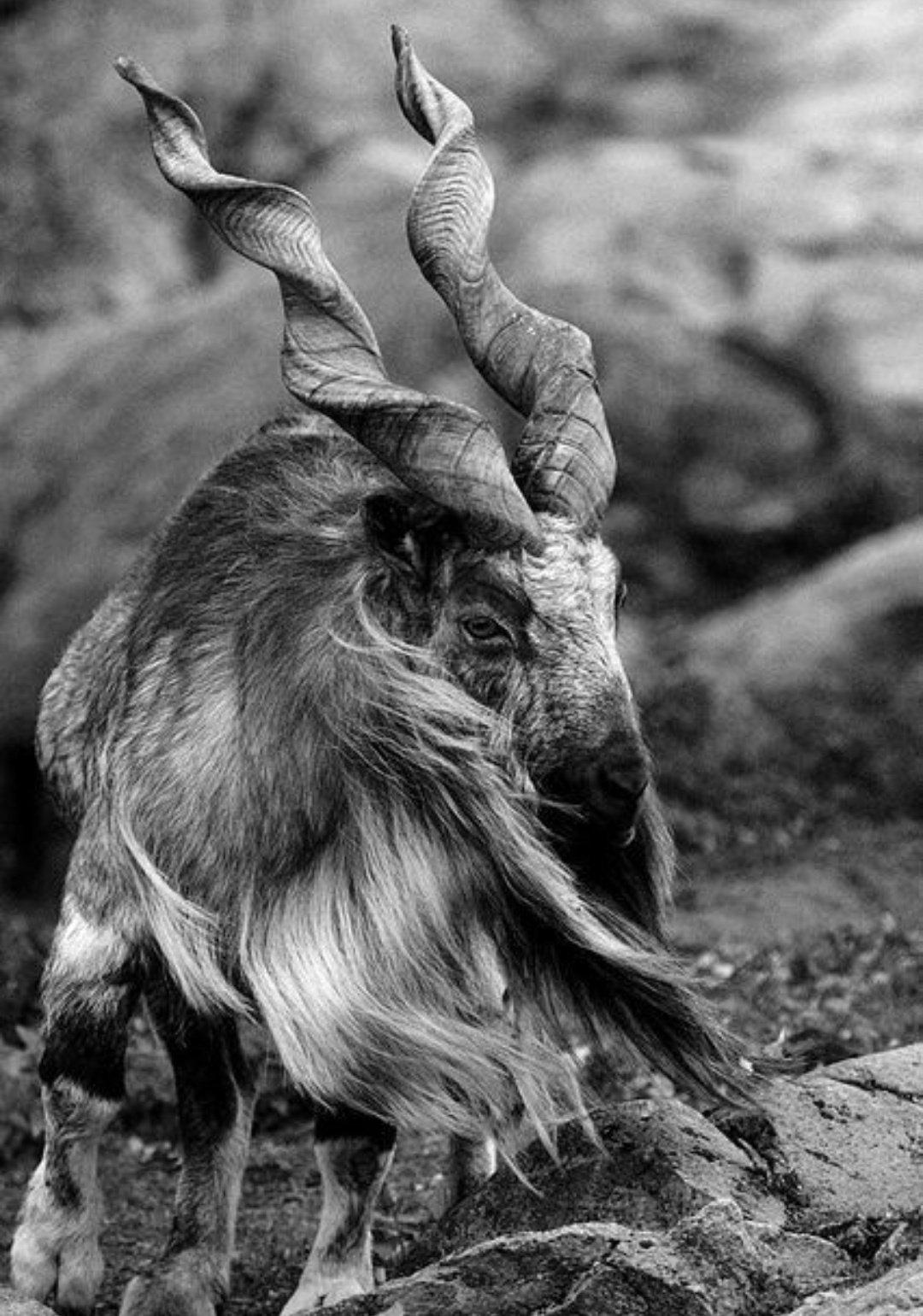 Markhor Wallpapers - Top Free Markhor Backgrounds - WallpaperAccess