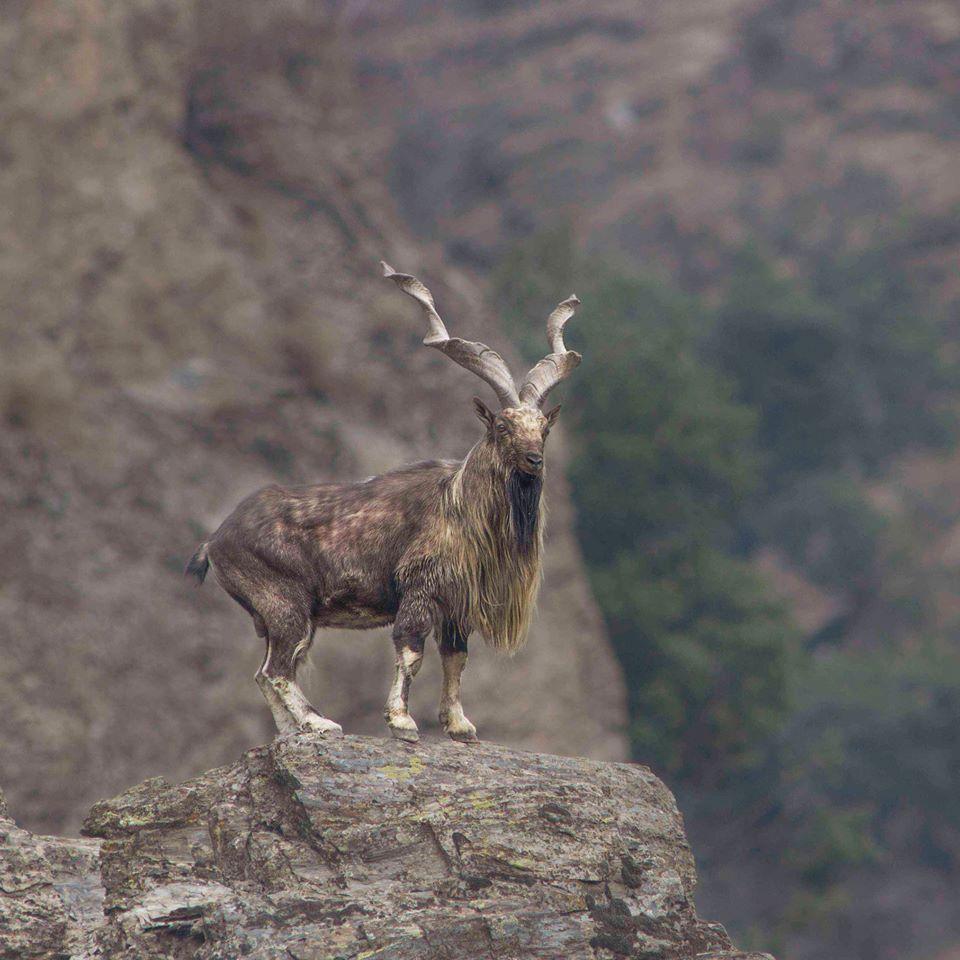Markhor Wallpapers - Top Free Markhor Backgrounds - WallpaperAccess