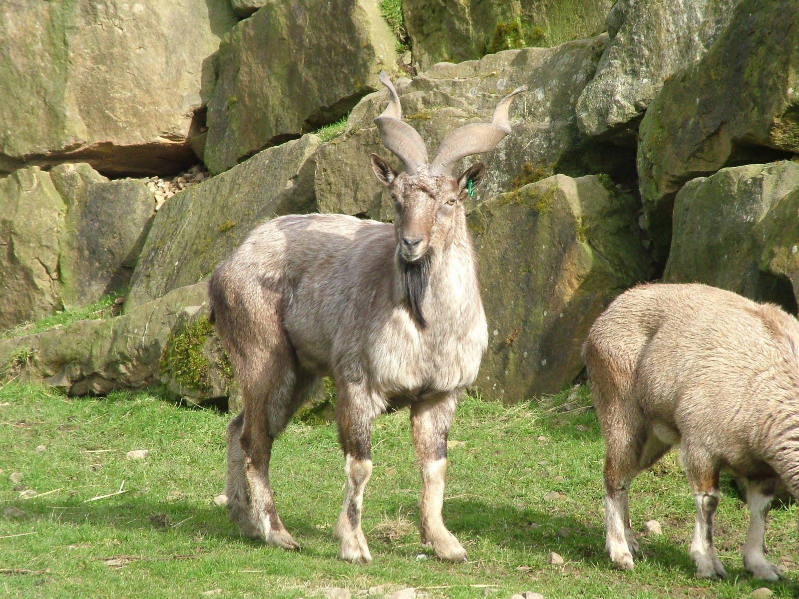 Markhor Wallpapers - Top Free Markhor Backgrounds - WallpaperAccess
