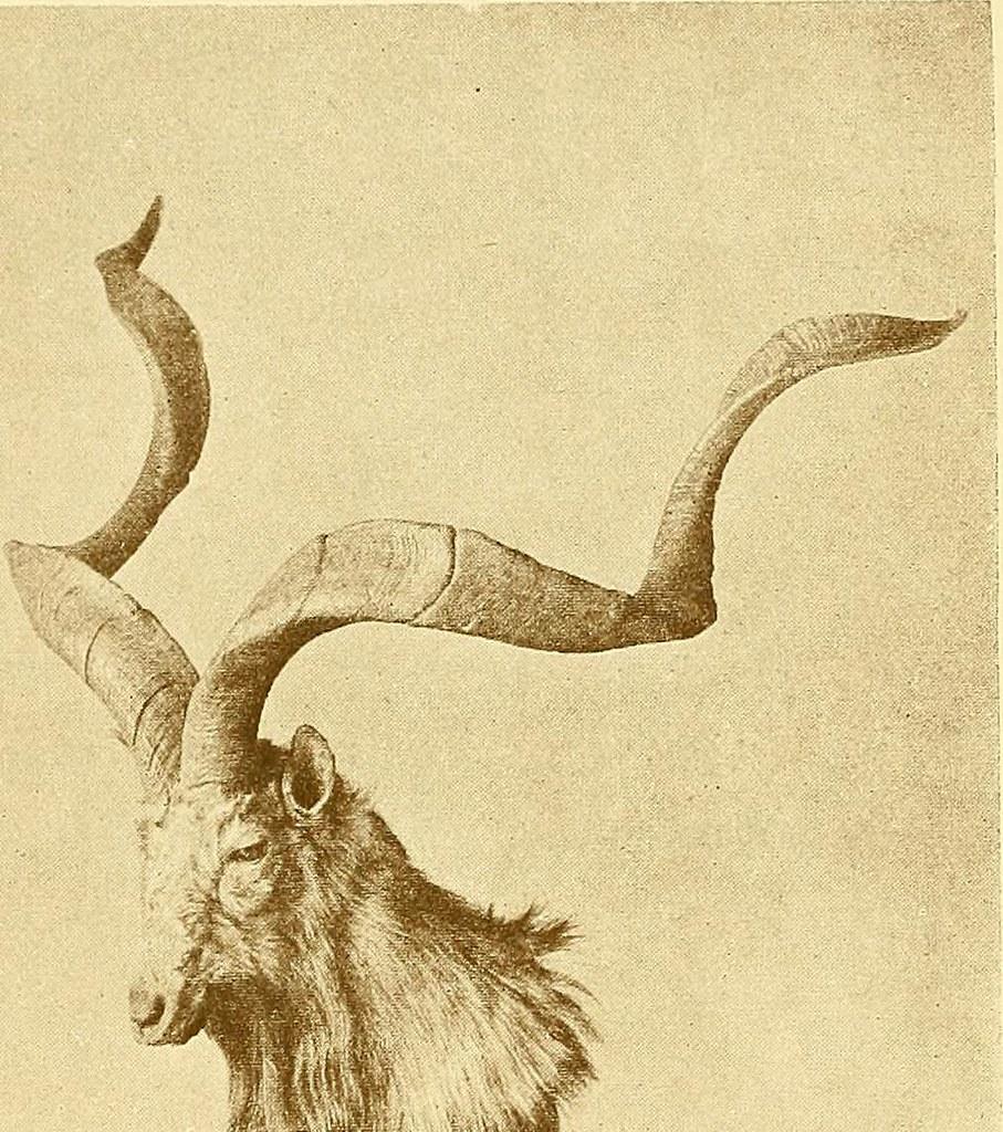 Markhor Wallpapers - Top Free Markhor Backgrounds - WallpaperAccess