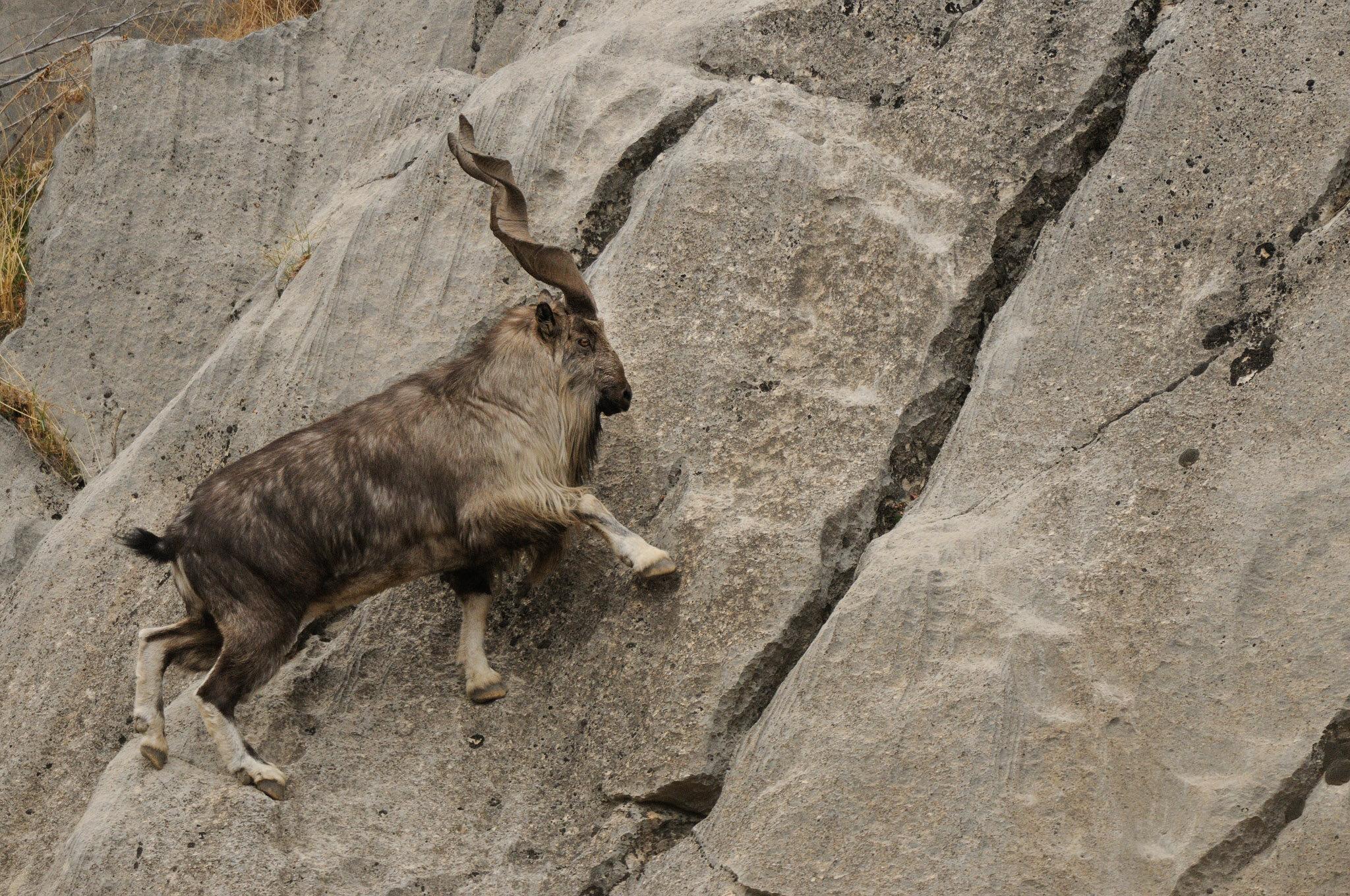 Markhor Wallpapers - Top Free Markhor Backgrounds - WallpaperAccess
