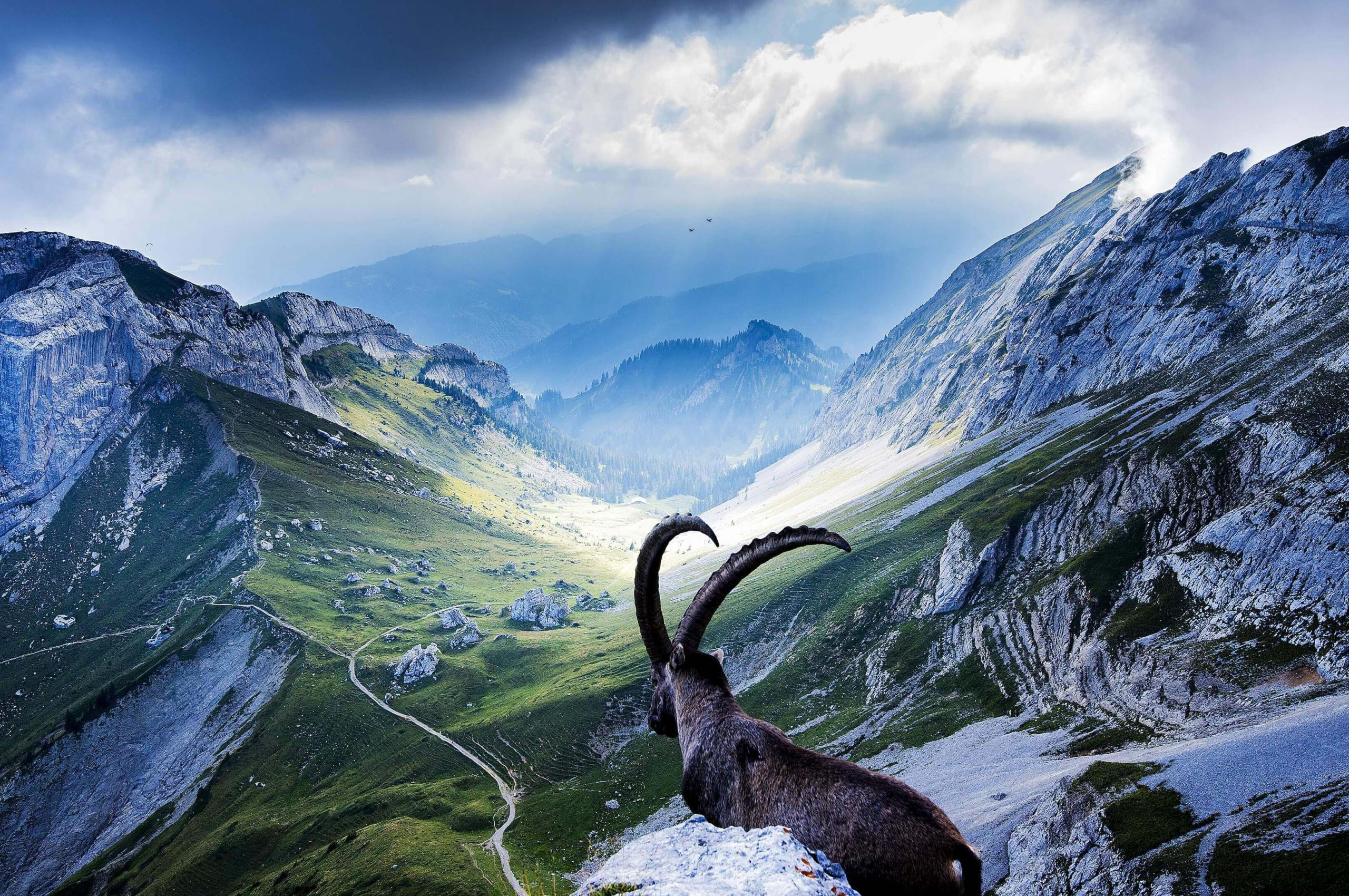Markhor Wallpapers - Top Free Markhor Backgrounds - WallpaperAccess