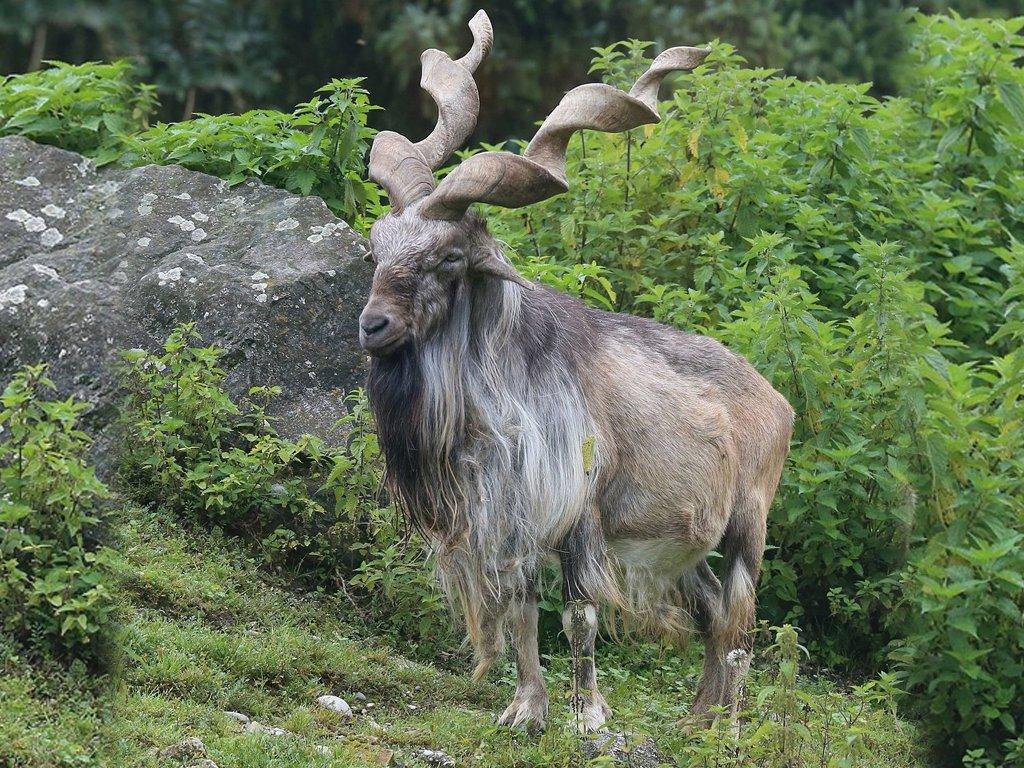 Markhor Wallpapers - Top Free Markhor Backgrounds - WallpaperAccess
