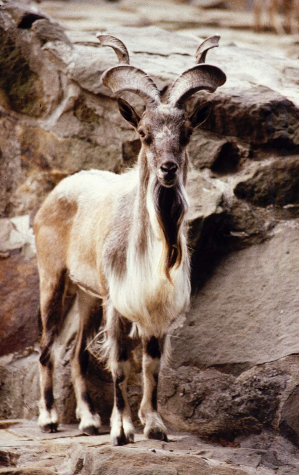 Markhor Wallpapers - Top Free Markhor Backgrounds - WallpaperAccess